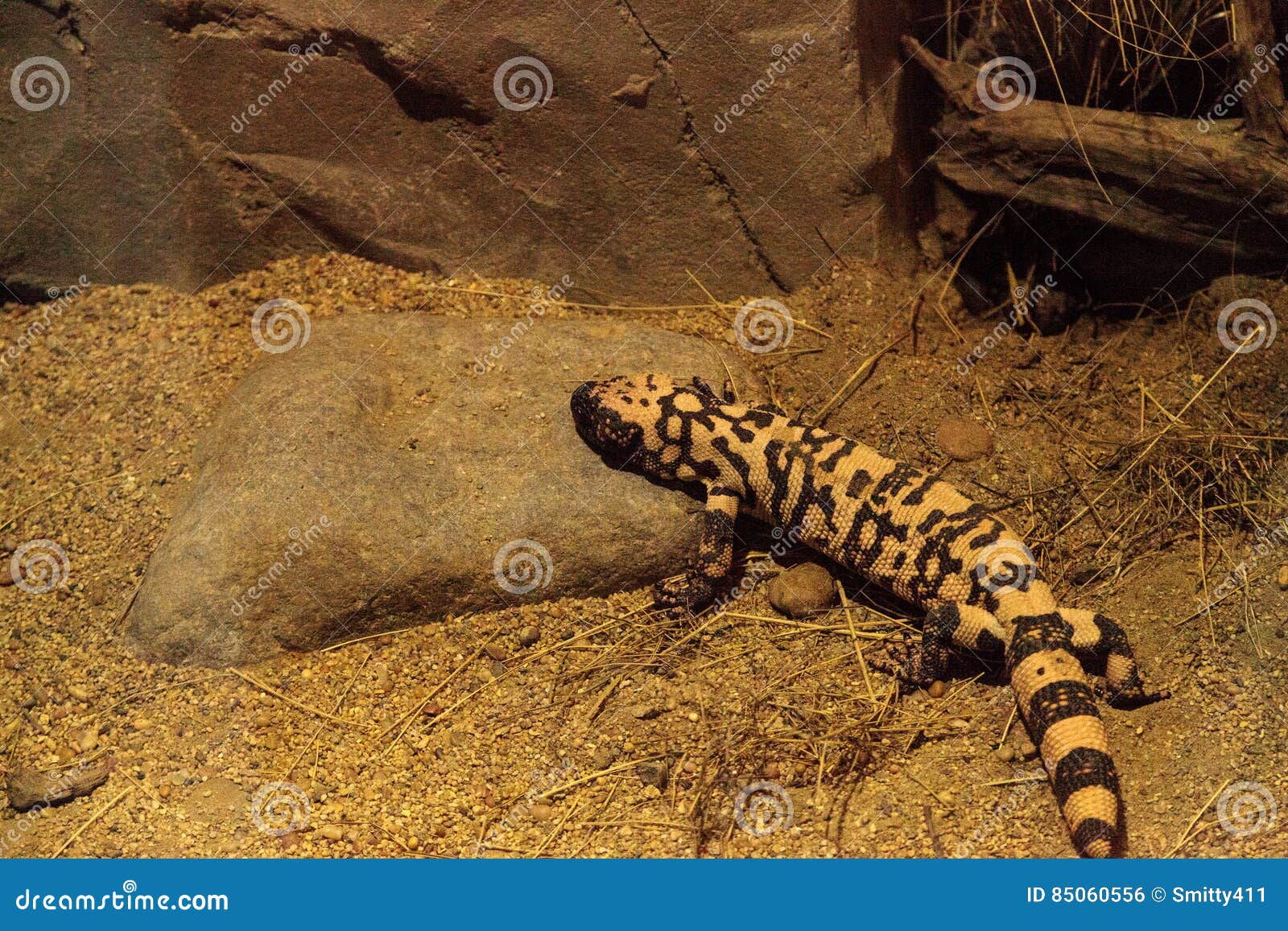 Gila Monster, Heloderma Suspectum Stock Photo - Image of amphibian ...