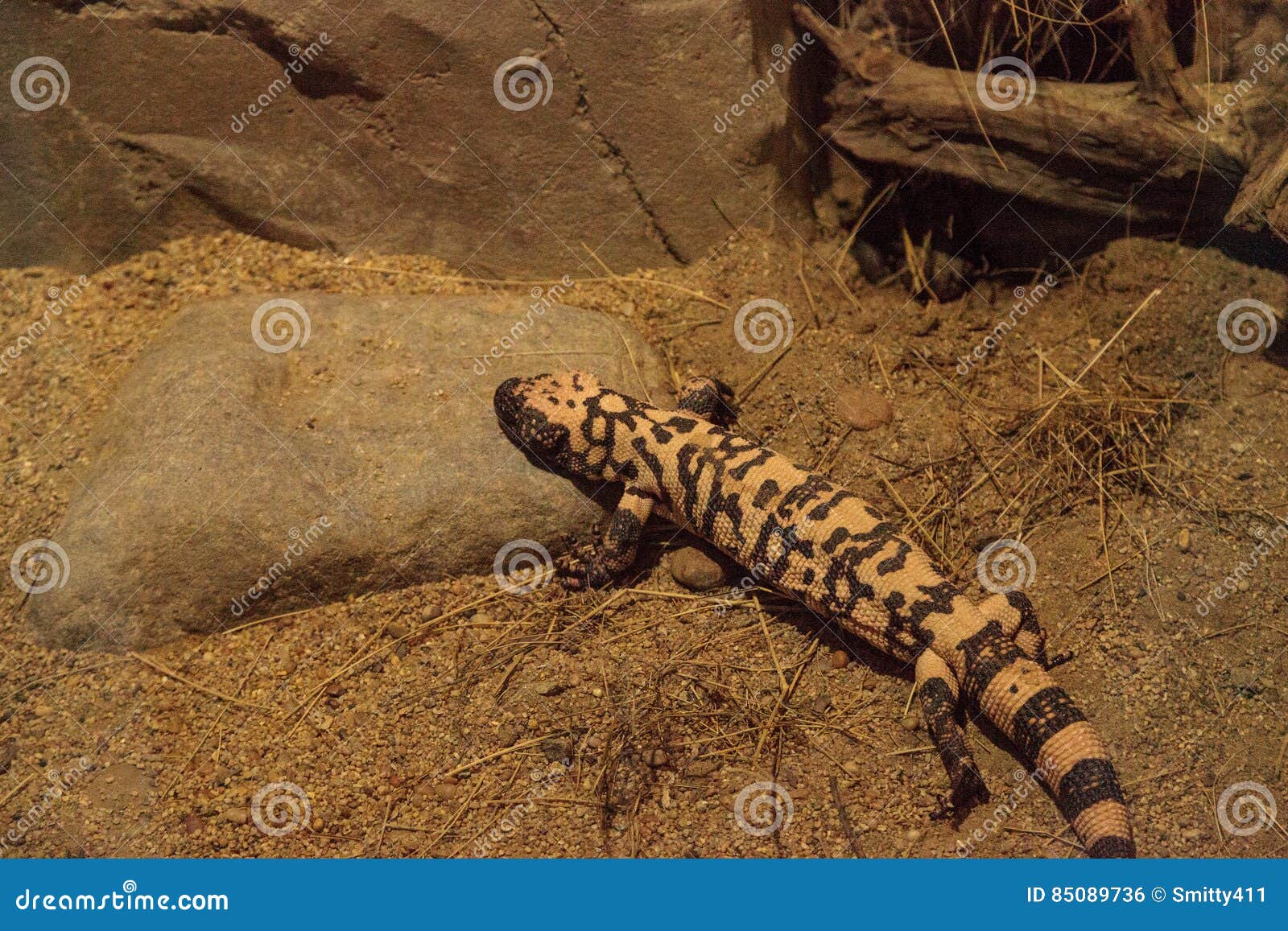 Gila Monster, Heloderma Suspectum Stock Photo - Image of lizard ...