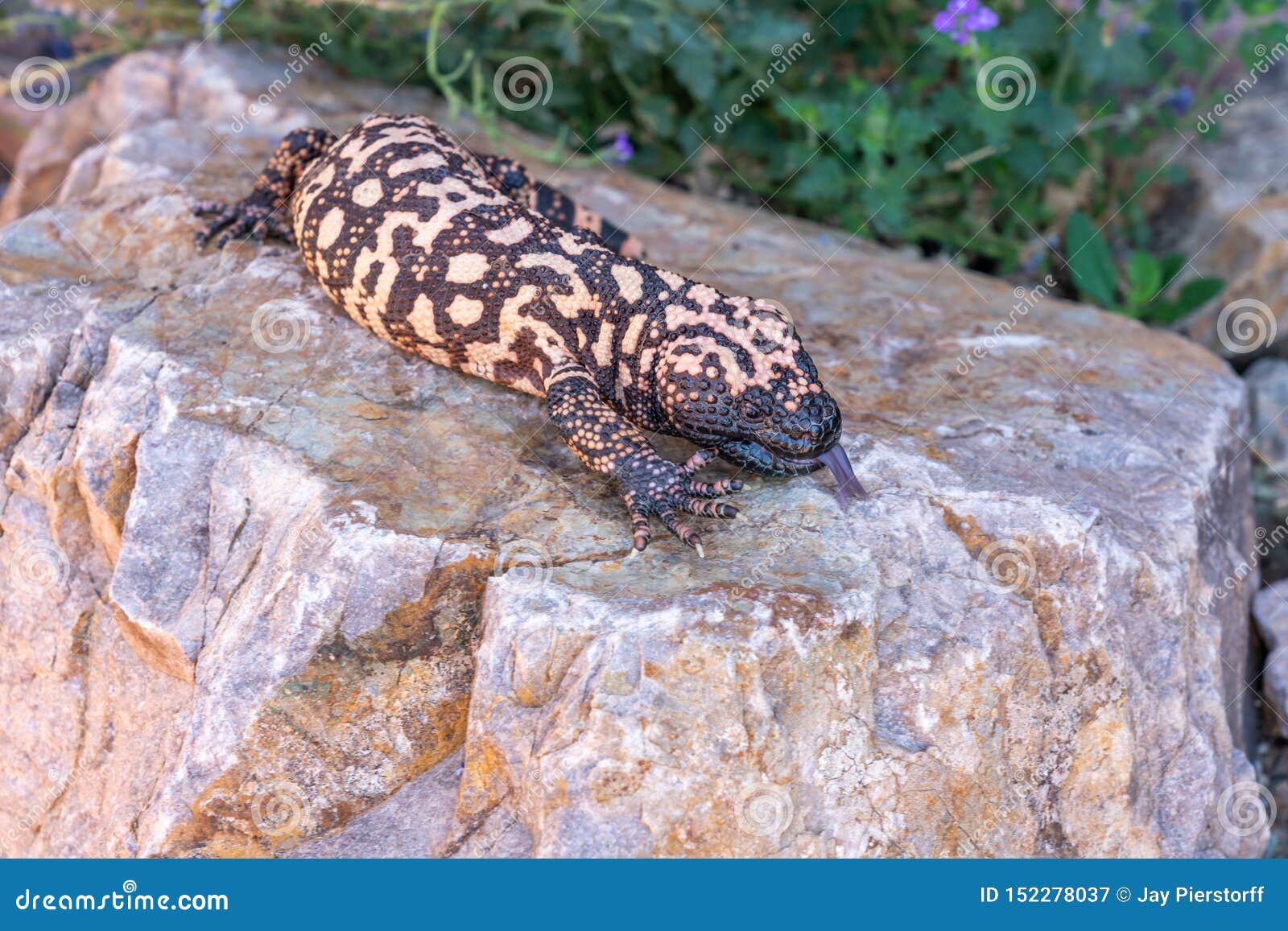 Gila Monster Heloderma Suspectum on Flat Rock Stock Image - Image of ...