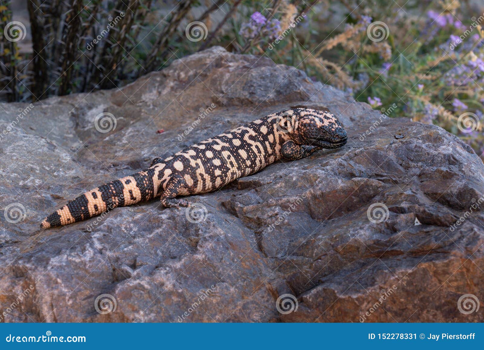 Gila Monster Heloderma Suspectum on Flat Rock Stock Image - Image of ...
