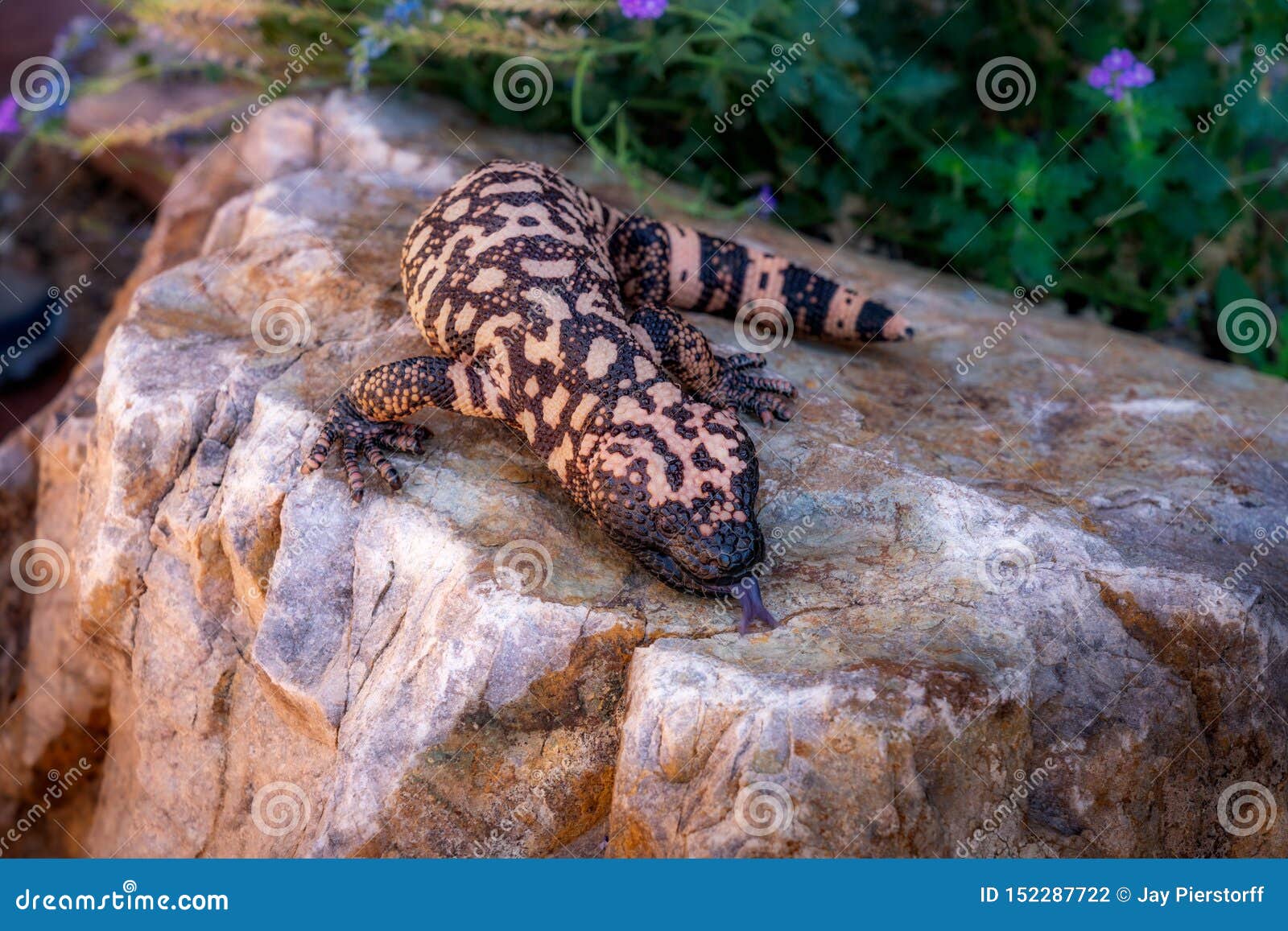 Gila Monster Heloderma Suspectum on Flat Rock Stock Photo - Image of ...