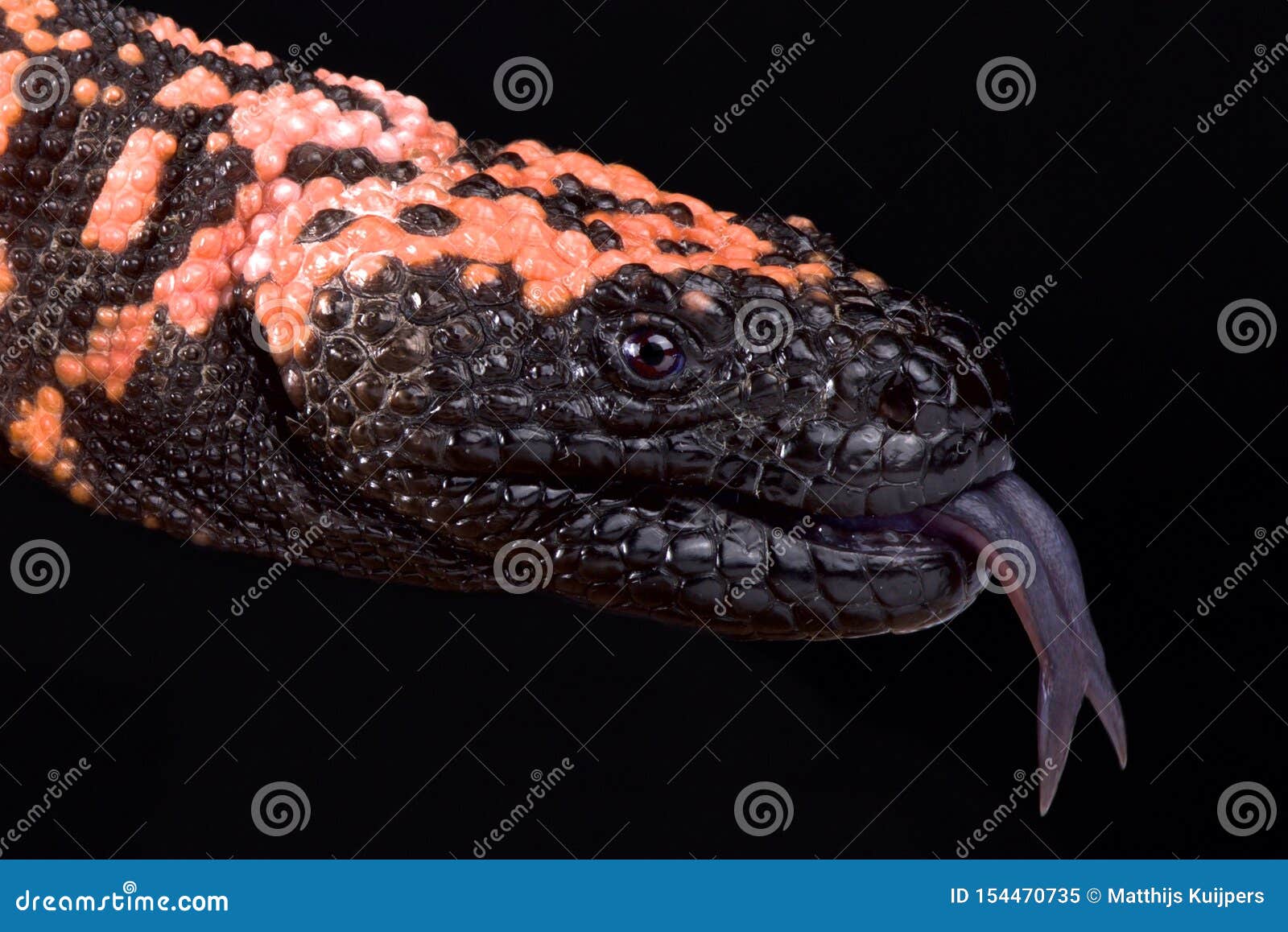 Gila Monster Heloderma Suspectum Stock Image - Image of lizard, venom ...