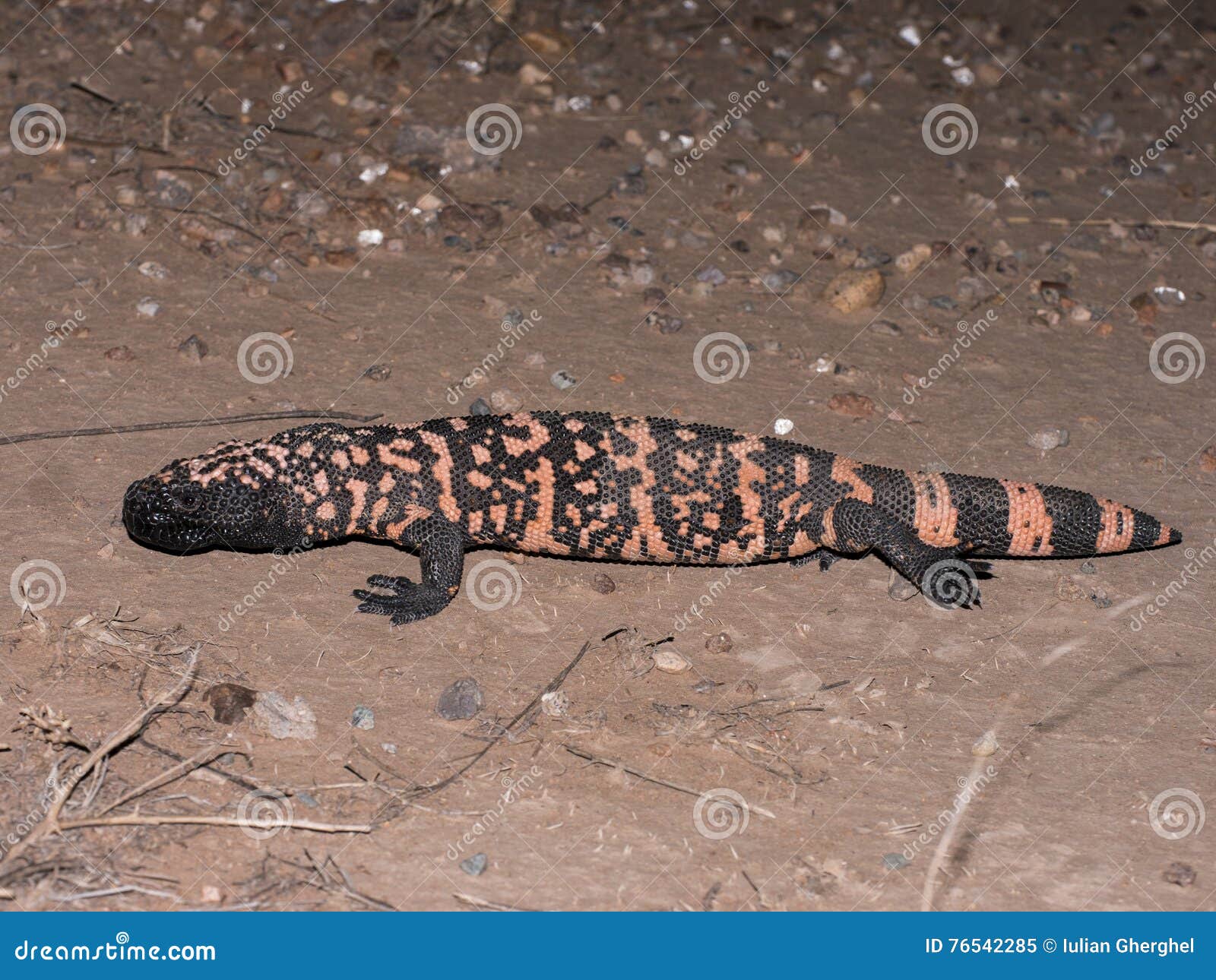 Gila Monster stock image. Image of threatened, intrigue - 76542285