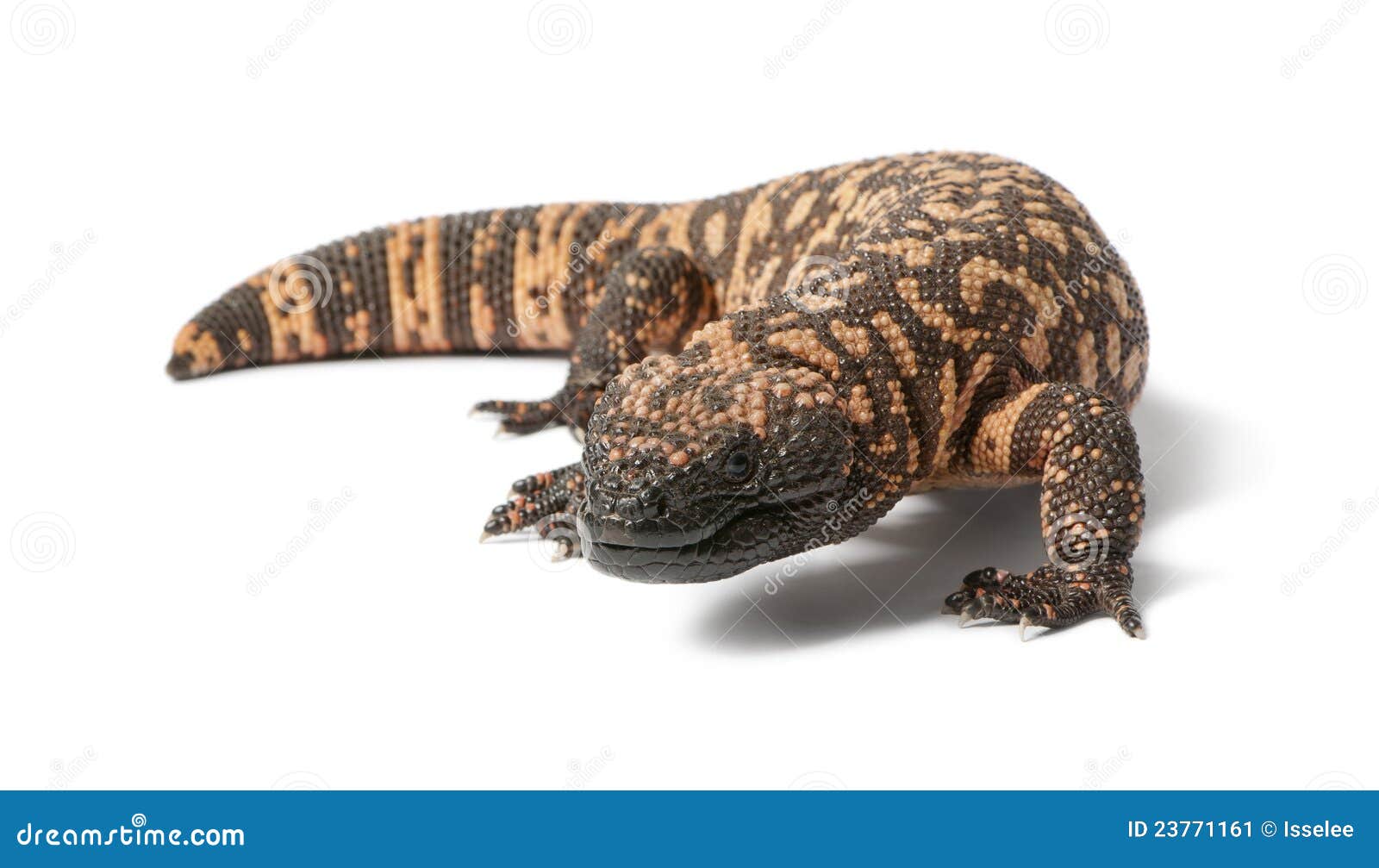 Gila Monster, Heloderma Suspectum, Poisonous Lizard Sleeping Hidden In ...