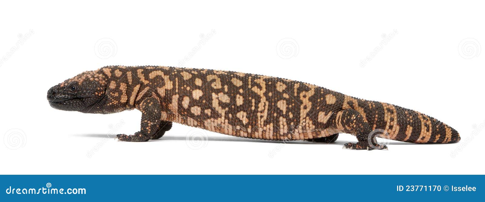 Gila Monster, Heloderma Suspectum, Poisonous Lizard Sleeping Hidden In ...