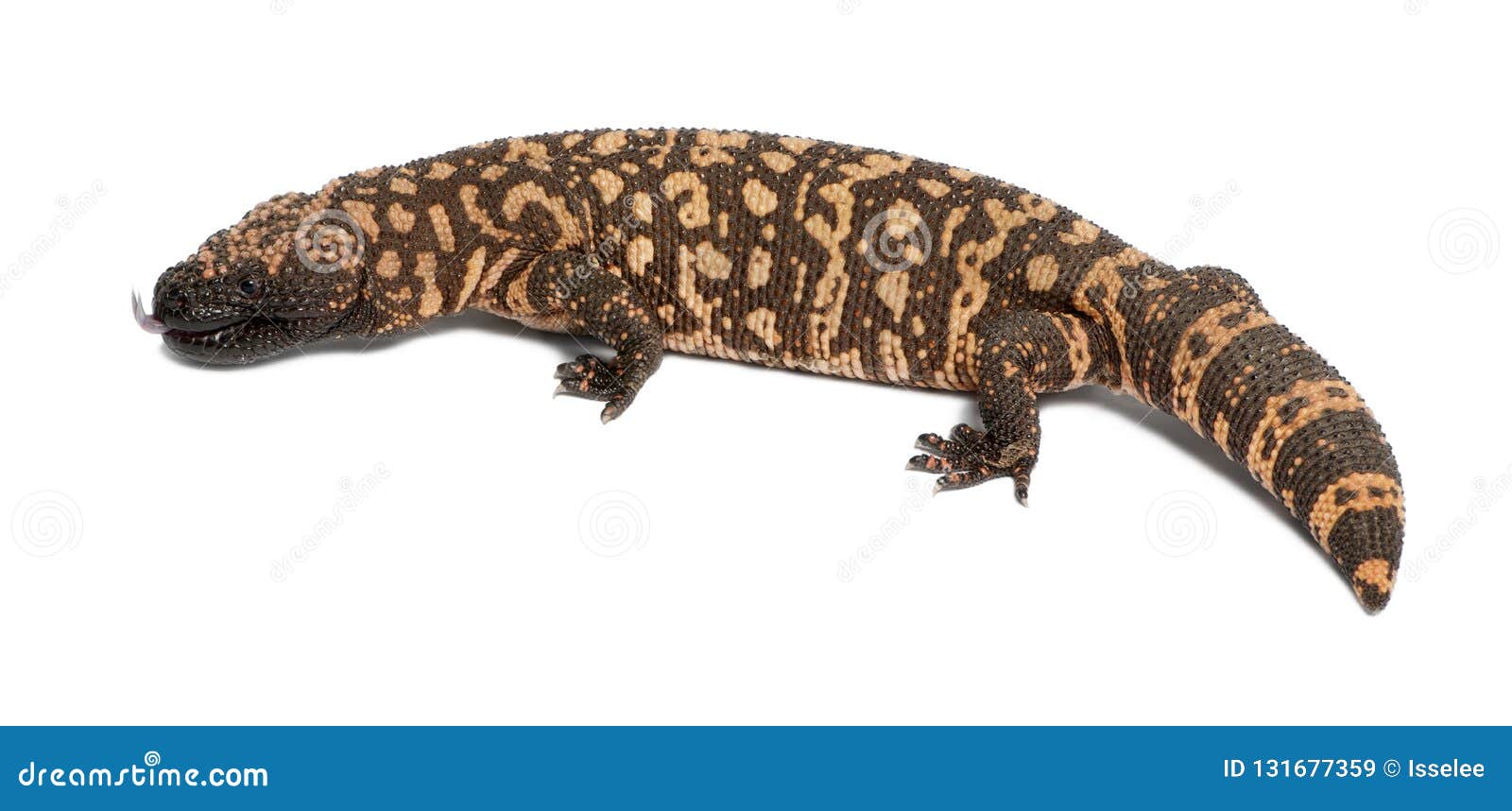 Gila Monster - Heloderma Suspectum, Poisonous Stock Image - Image of ...