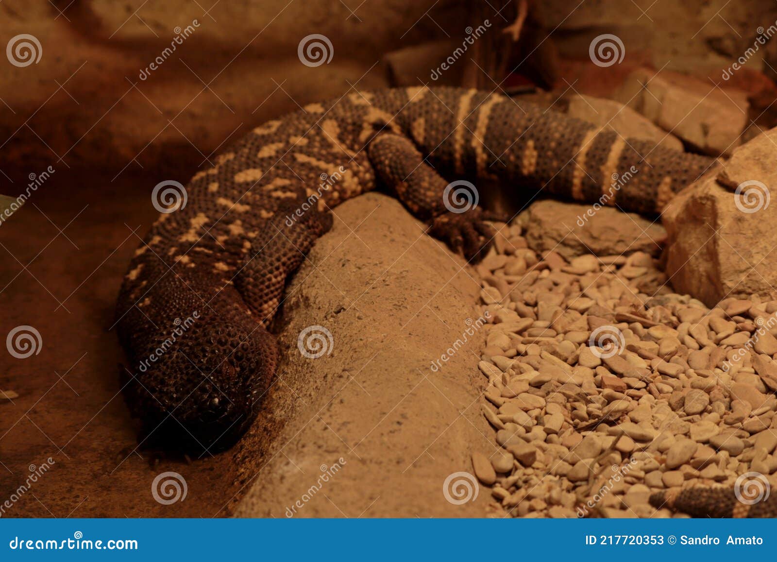 Gila Monster, Heloderma Suspectum, Poisonous Lizard Sleeping Hidden in ...