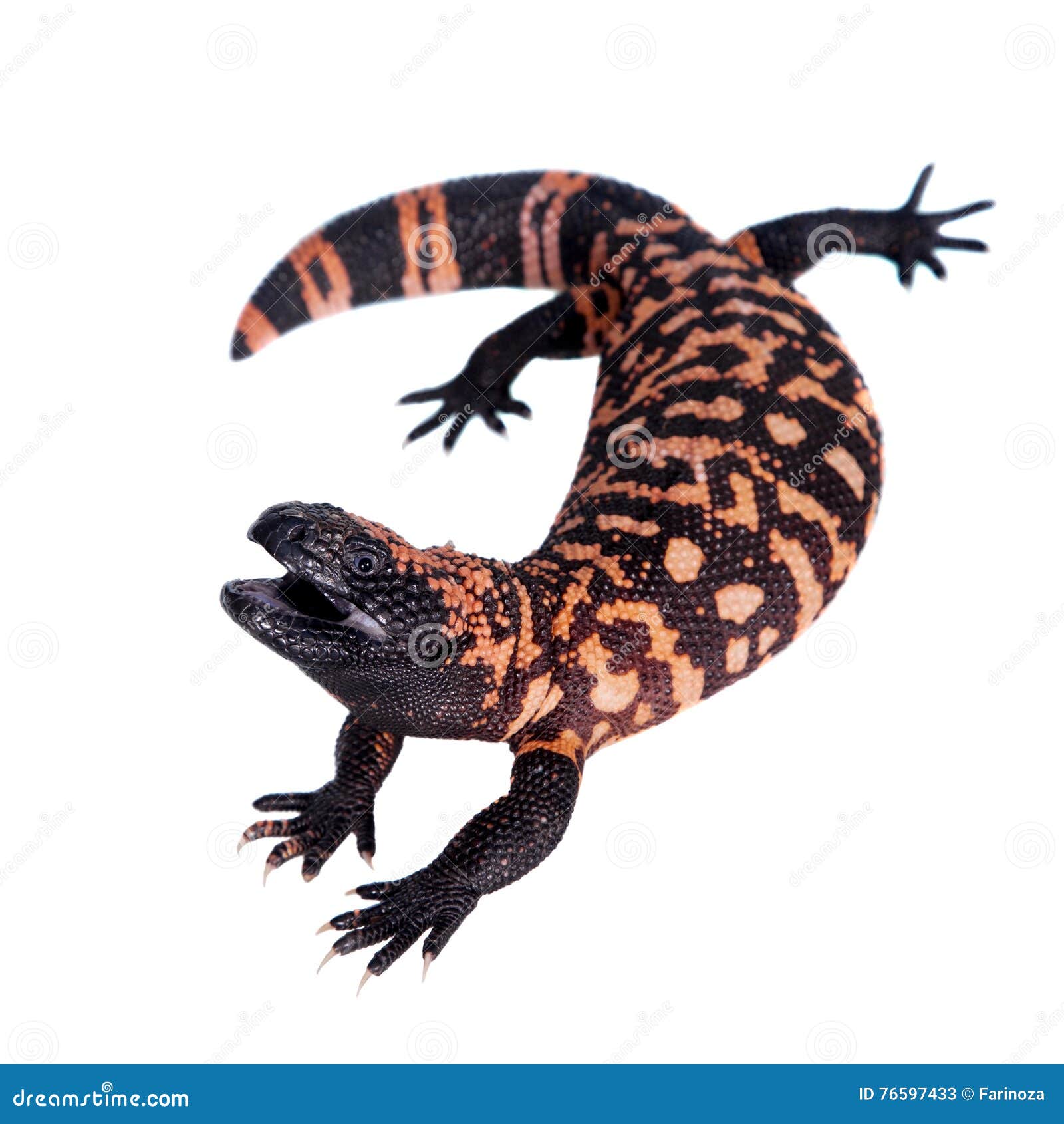 Gila Monster Isolated on White Stock Image - Image of heloderma, exotic ...