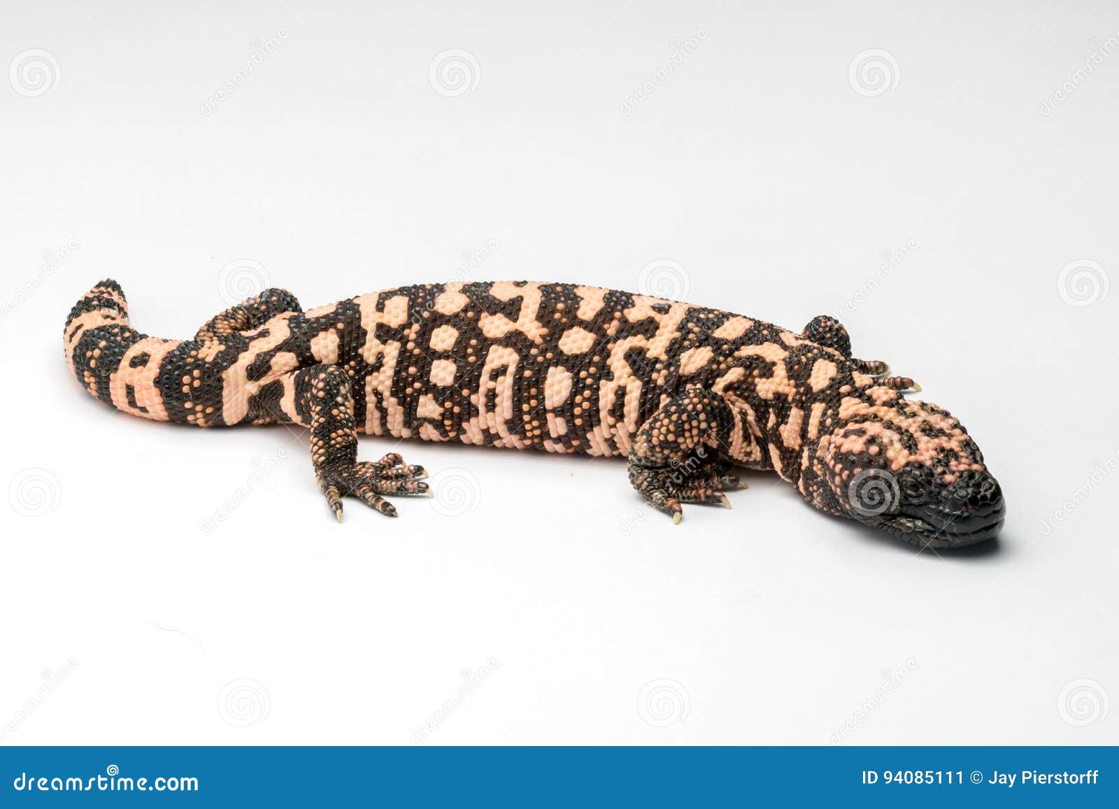 Gila Monster Isolated on White Paper Background Stock Image - Image of ...