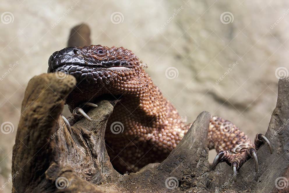 Gila monster lizard stock photo. Image of gila, exotic - 71660136