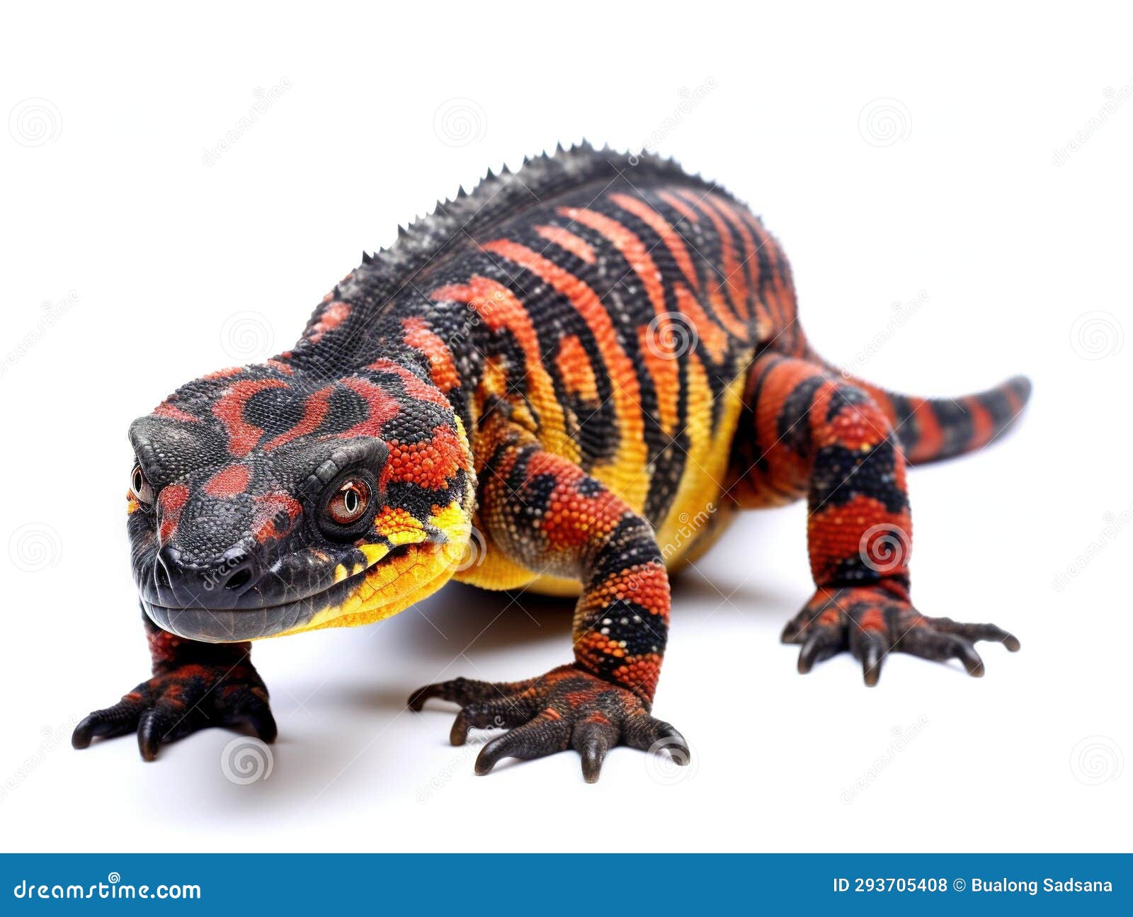 Gila Monster Illustration Vector.Lizard Vector | CartoonDealer.com ...