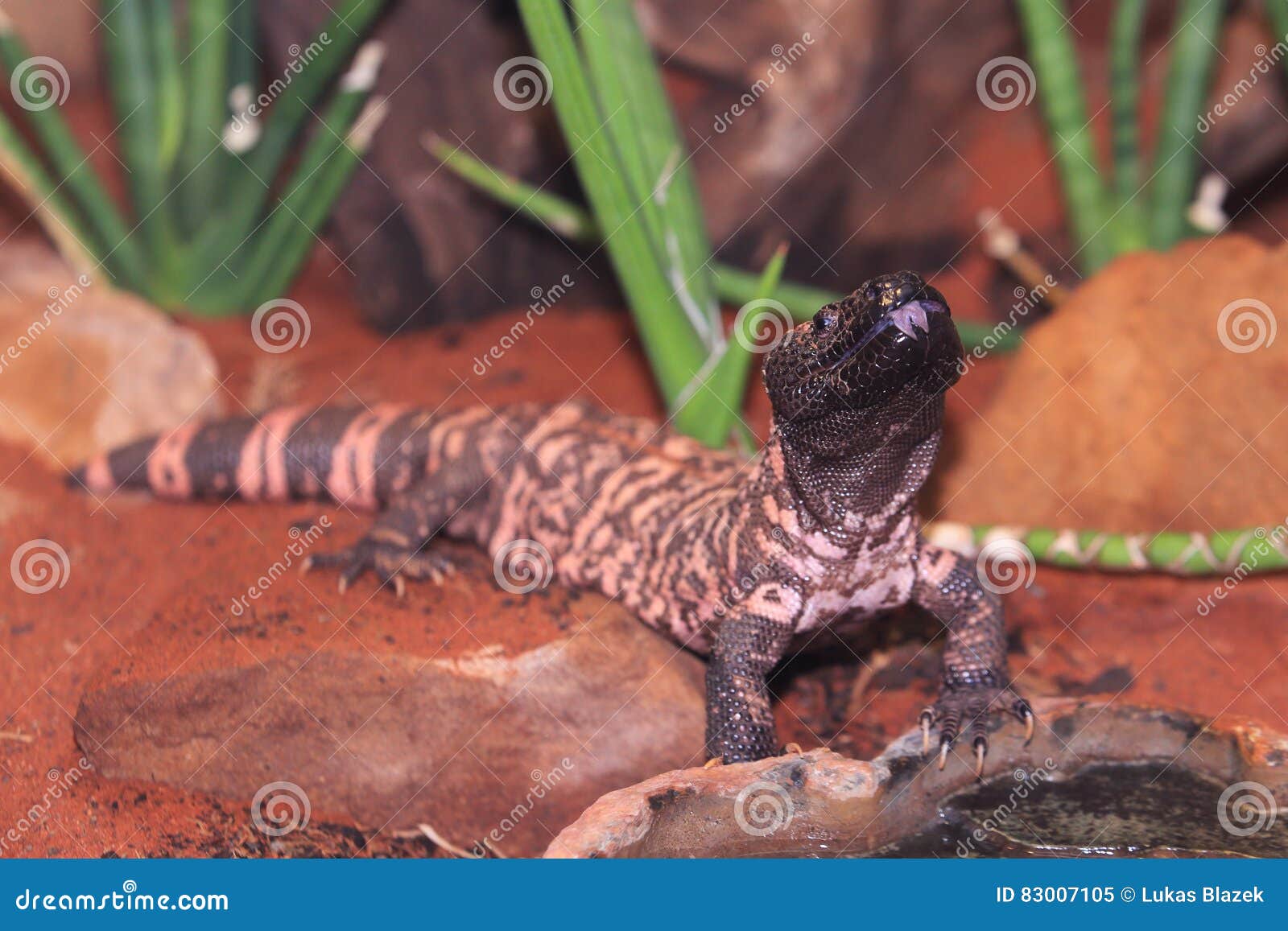 Gila Monster, Heloderma Suspectum, Poisonous Lizard Sleeping Hidden In ...