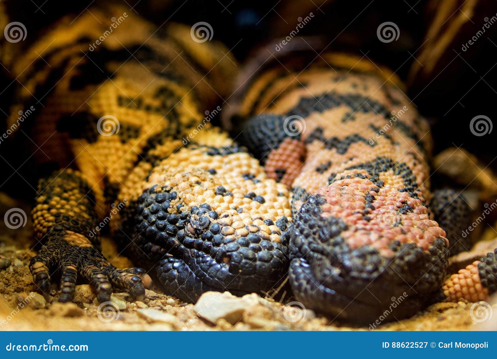 Gila Monsters stock image. Image of suspectum, venomous - 88622527