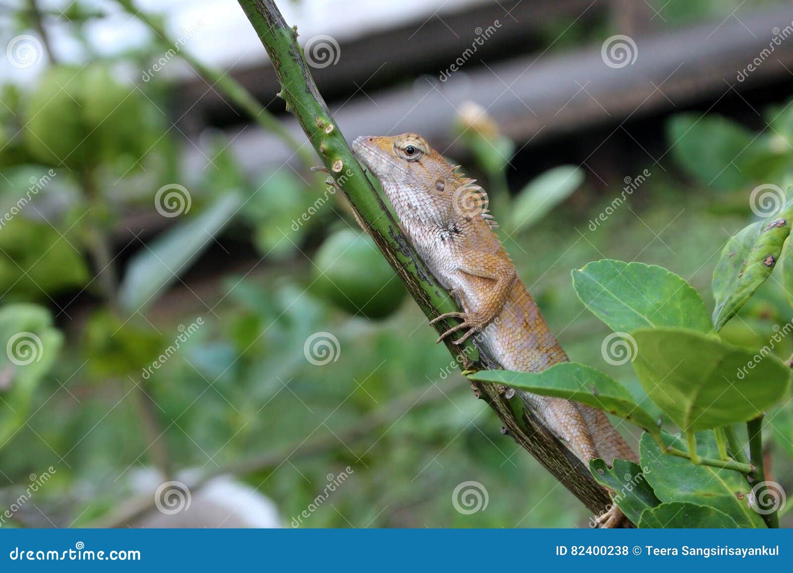 Gila stock photo. Image of tree, nature, animal, atop - 82400238