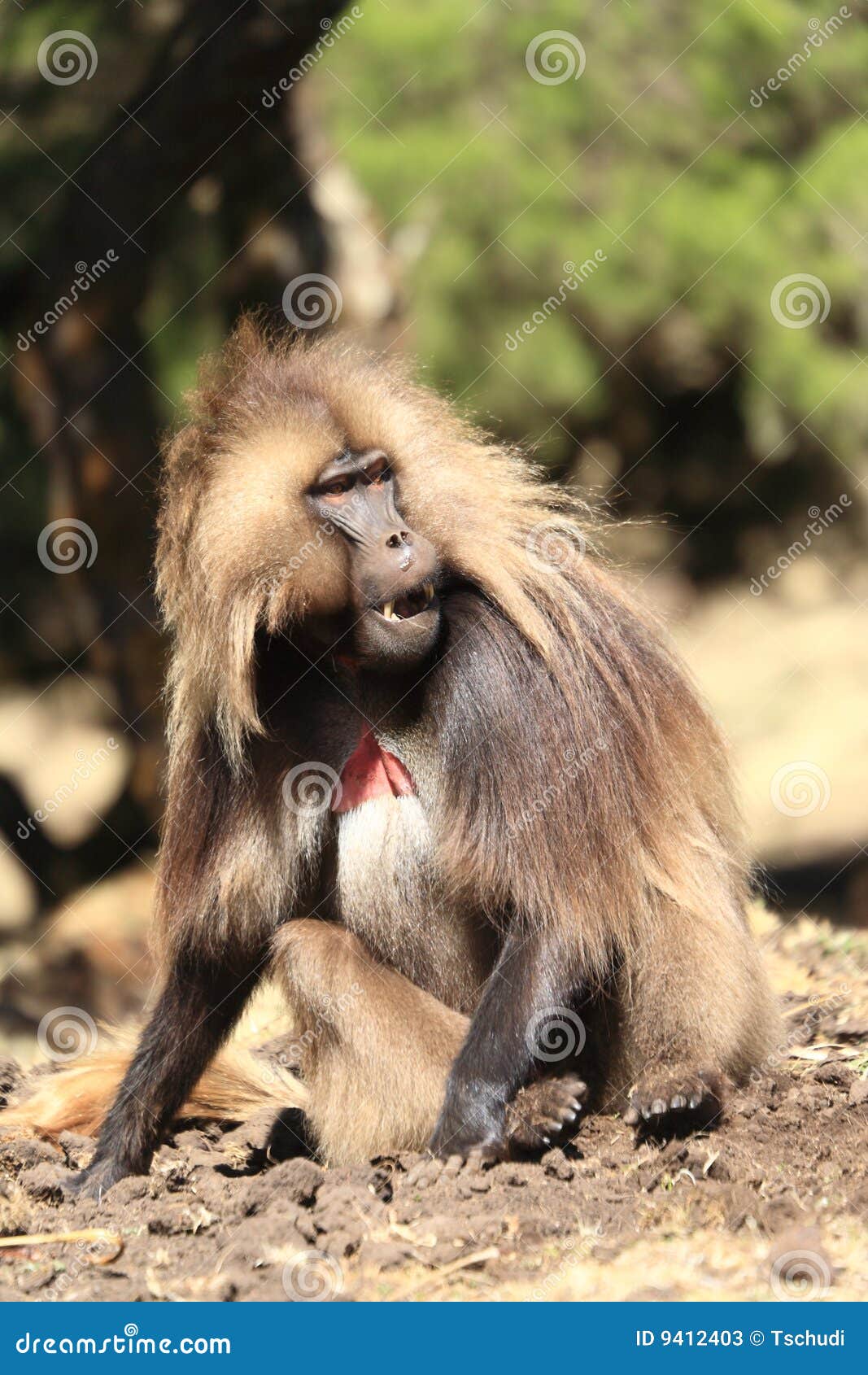 Gilada Baboon stock image. Image of africa, park, national - 9412403