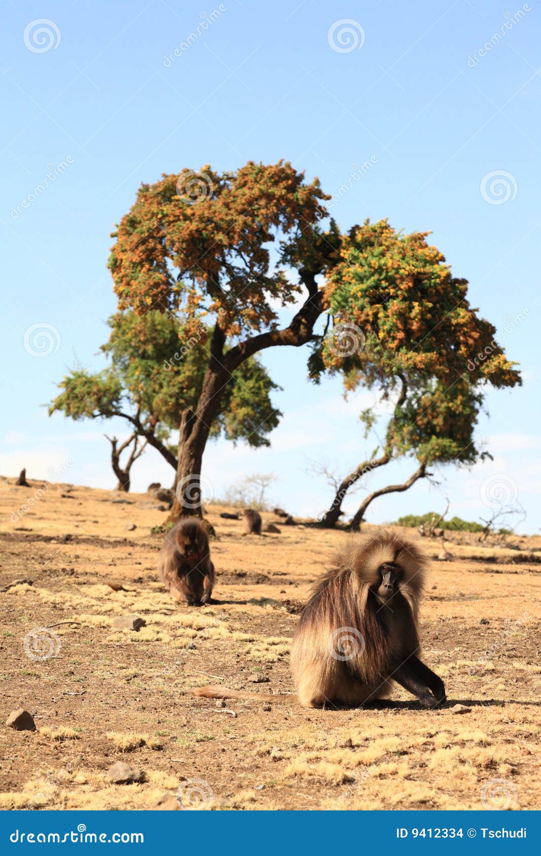 Gilada Baboons stock photo. Image of mountains, ethiopia - 9412334