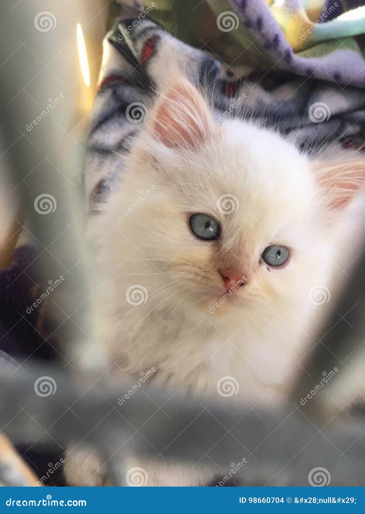 Gilbert stock photo. Image of gilbert, white, cute, kitten - 98660704
