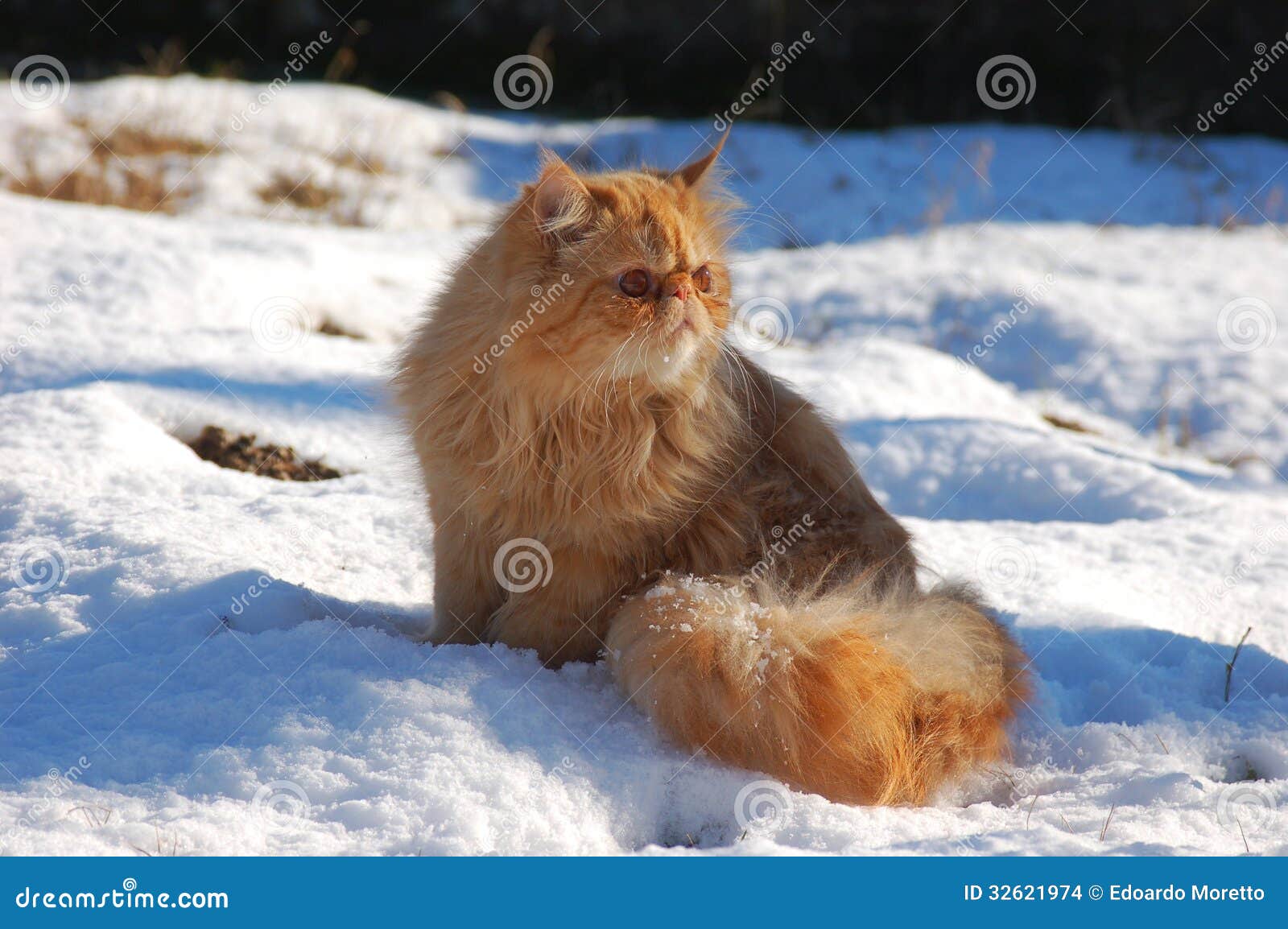 Red cat on snow stock photo. Image of outdoors, mammals - 32621974