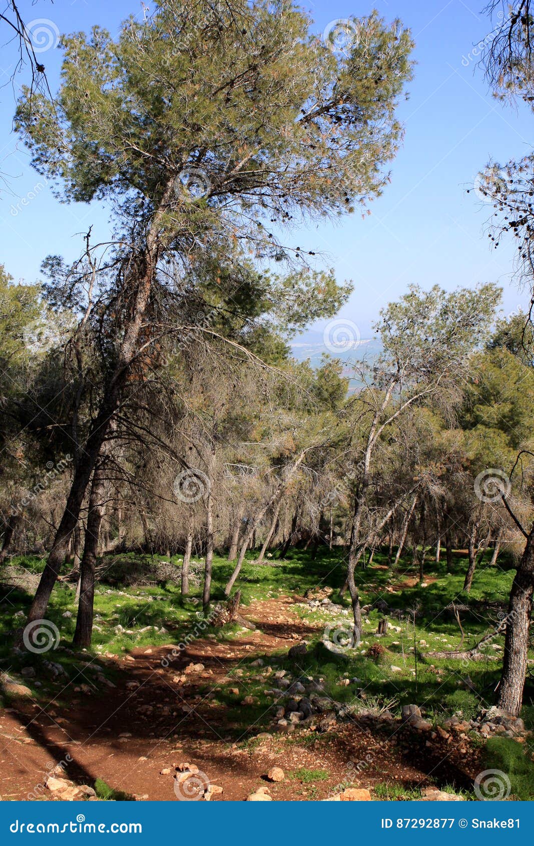 Gilboa forest, Israel stock image. Image of environment - 87292877
