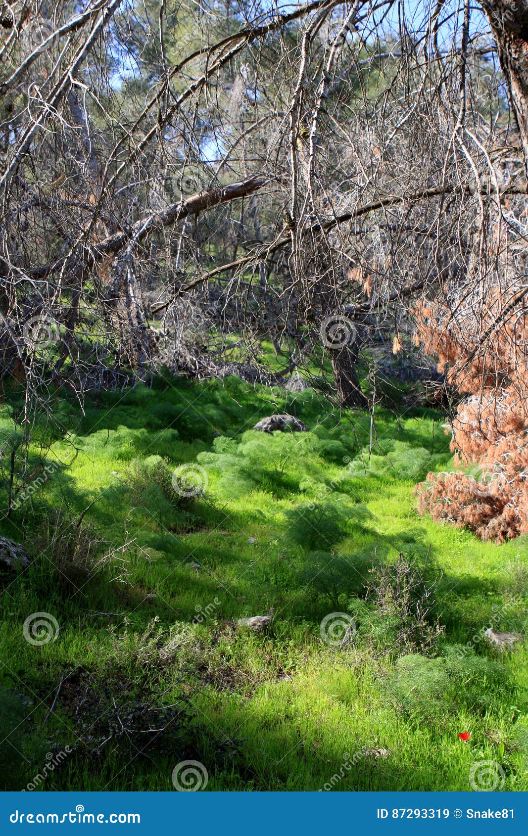 Gilboa forest, Israel stock image. Image of tourism, nature - 87293319