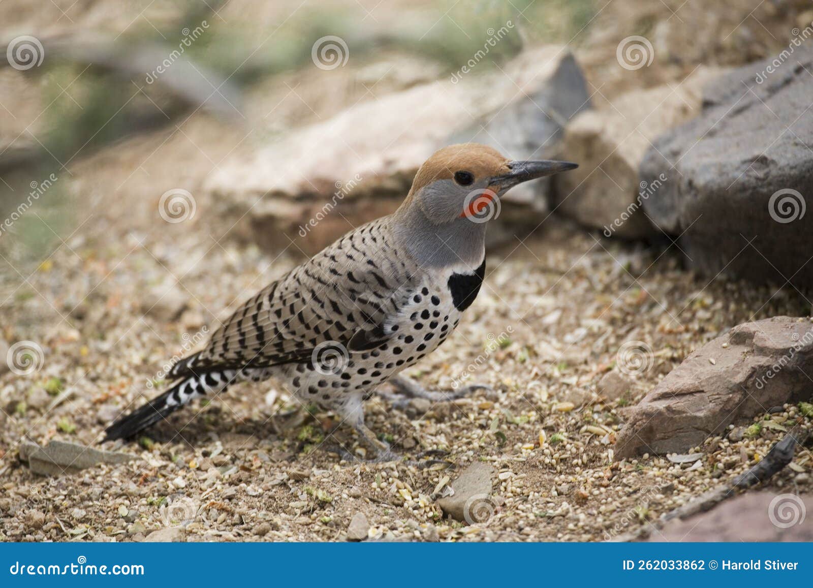 Gilded Flicker, Colaptes Chrysoides, Relaxing on the Ground Stock Photo ...