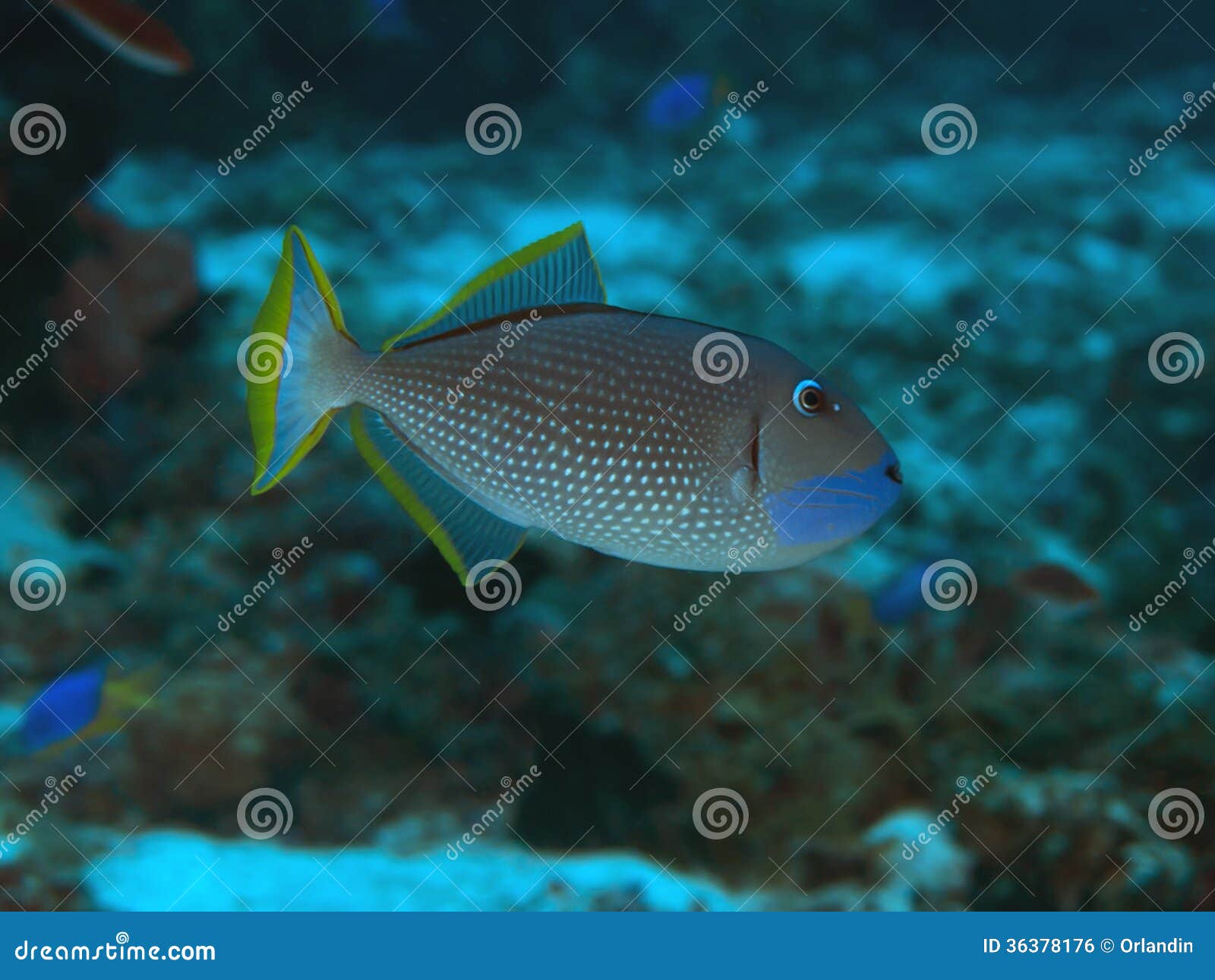 Gilded triggerfish stock photo. Image of vivid, triggerfish - 36378176