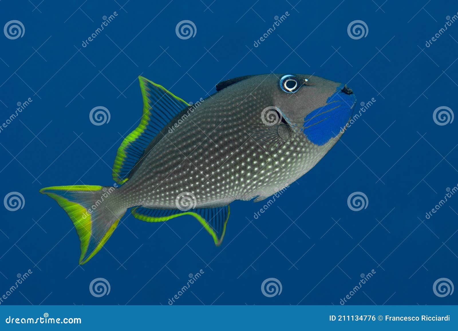 Gilded Triggerfish Xanthichthys Auromarginatus Stock Photo - Image of ...