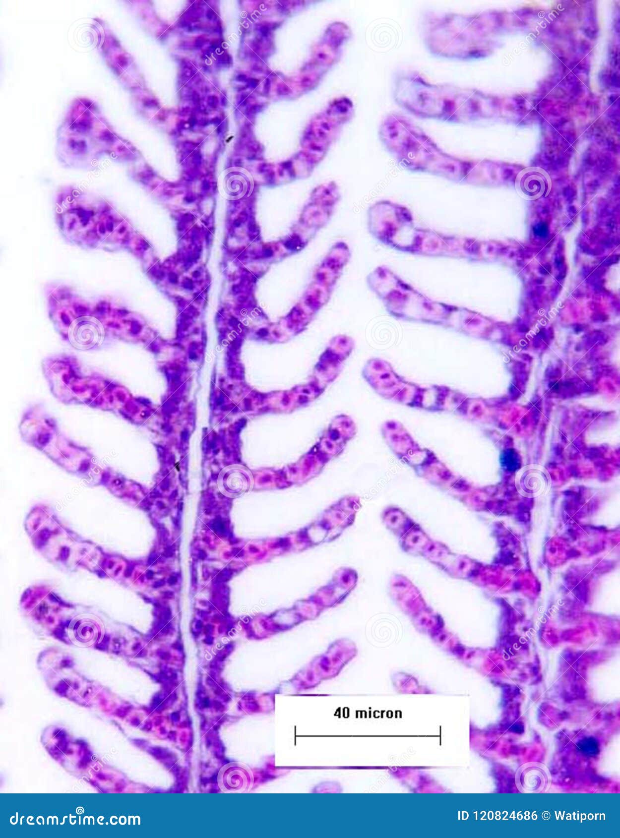 Gill Fish Histology Structure Stock Photo - Image of blender, caramel ...