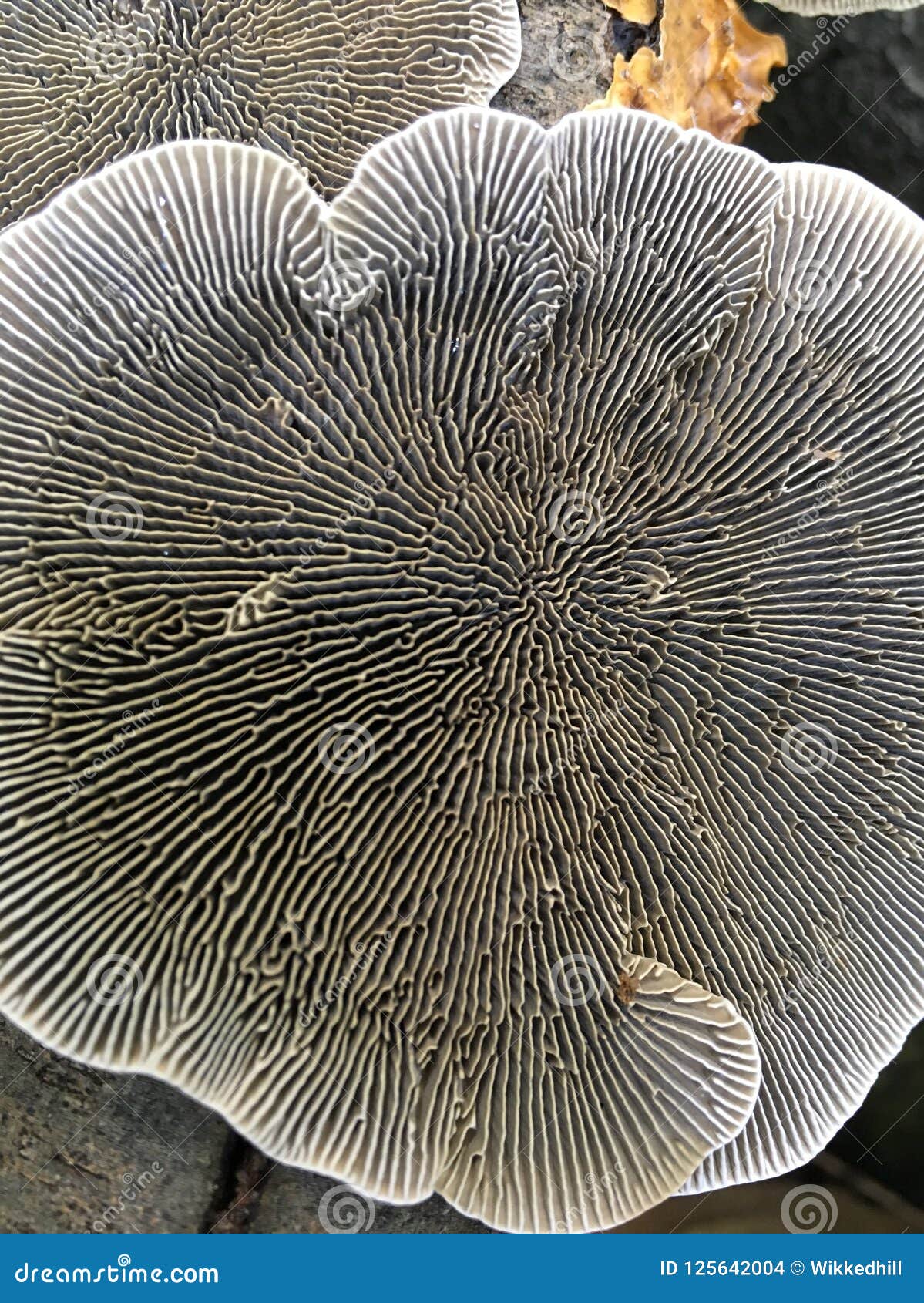 Gilled Polypore stock photo. Image of lenzites, lower - 125642004