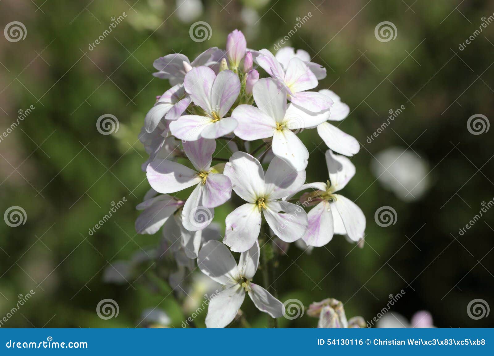 Gilliflower Hesperis Matronalis Stock Photo - Image of blooming ...