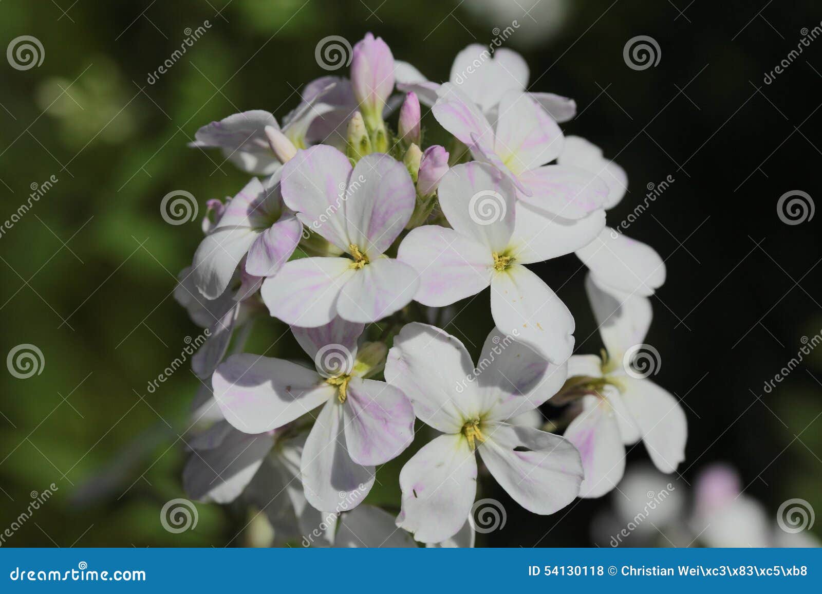 Gilliflower Hesperis Matronalis Stock Photo - Image of garden, floral ...