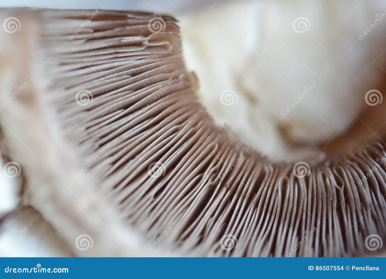 Gills mushroom stock photo. Image of fungi, studio, supplement - 86507554