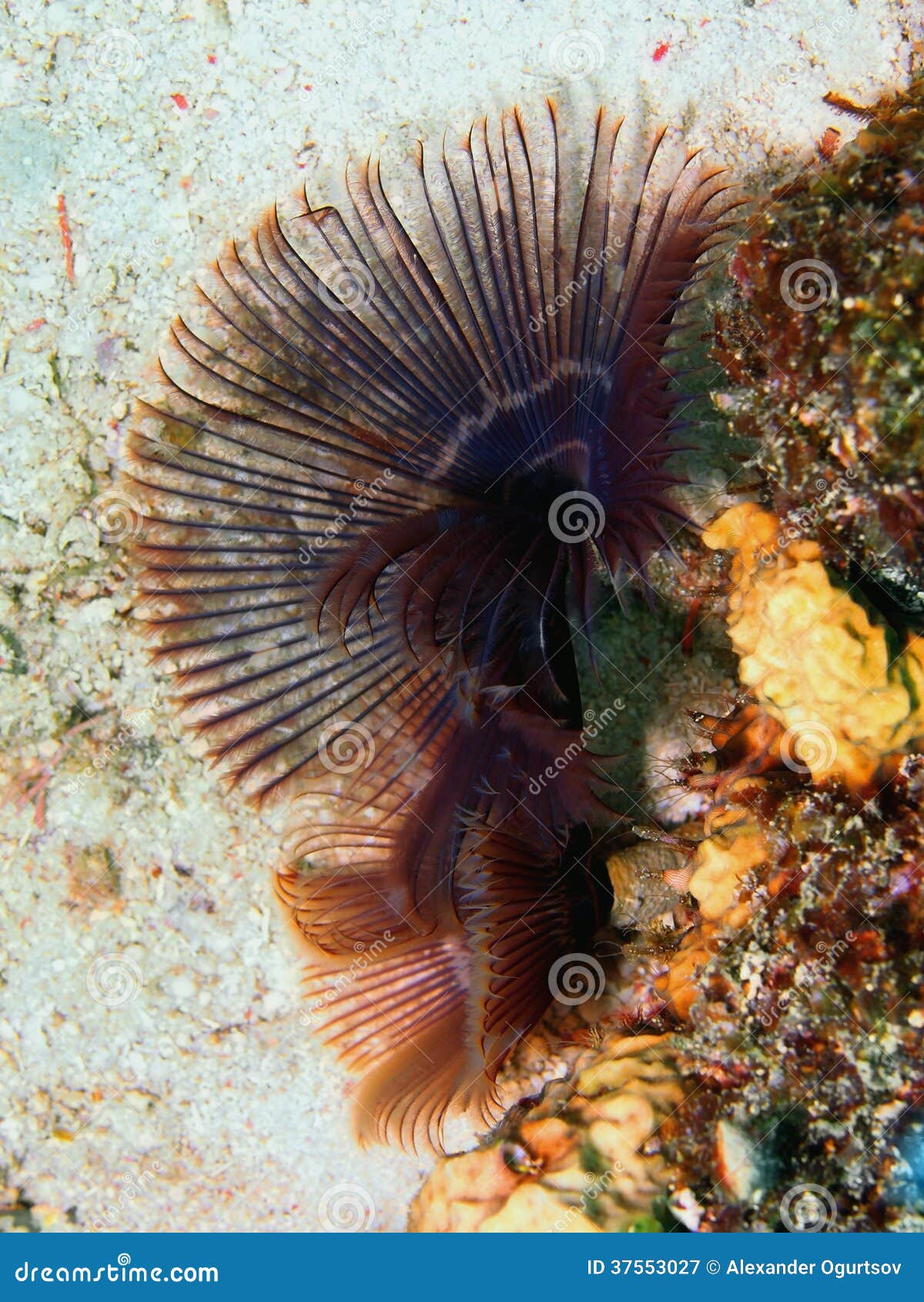 Gills of sea worm stock image. Image of tropic, worm - 37553027