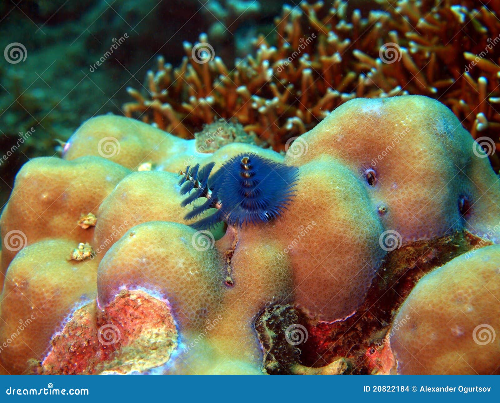 Gills of sea worms stock photo. Image of animals, coral - 20822184