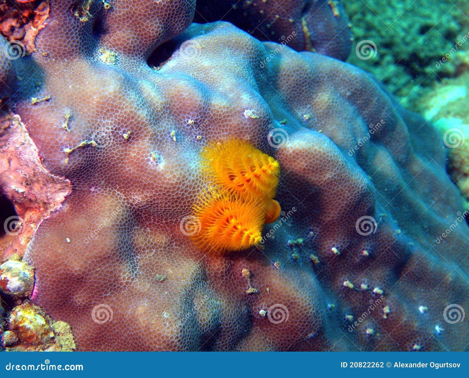 Gills of sea worms stock photo. Image of tropic, water - 20822262