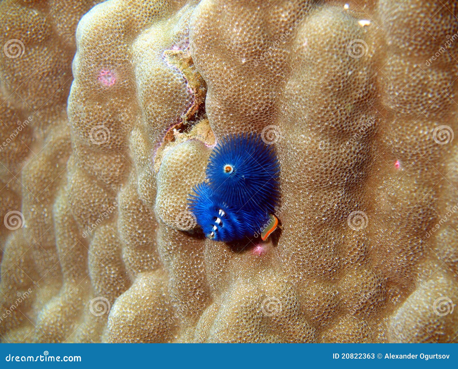 Gills of sea worms stock image. Image of invertebrate - 20822363