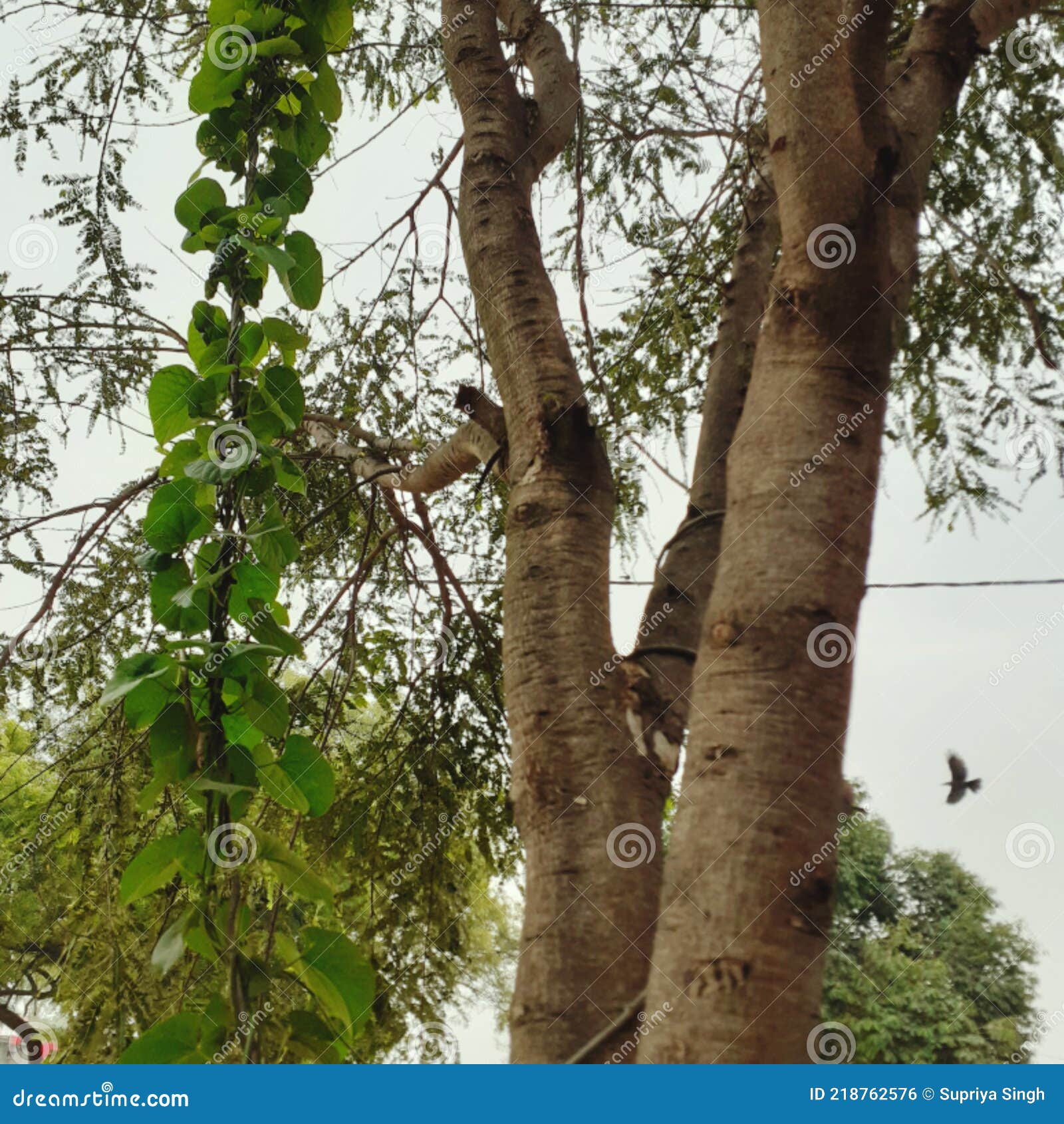 Giloy on Amla Tree Natural View Stock Photo - Image of amla, natural ...