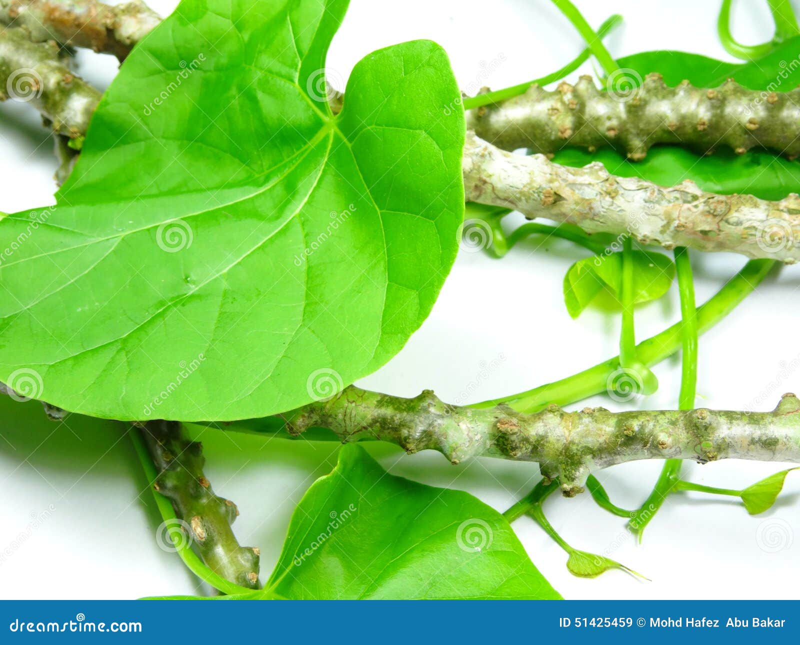 Giloy stock image. Image of tropical, herbaceous, tinospora - 51425459