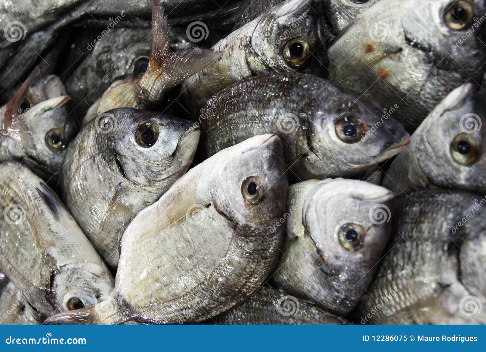 Gilt-head bream stock image. Image of head, sale, gilt - 12286075