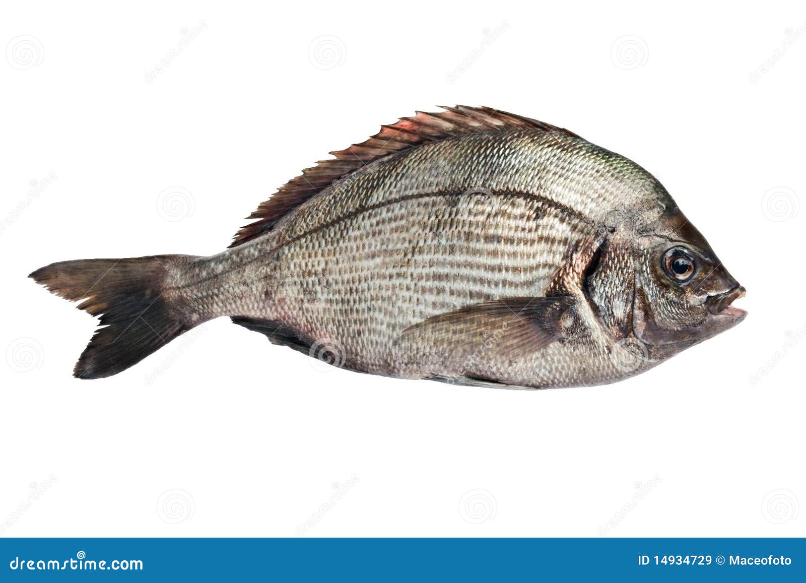 Gilt-head Bream stock image. Image of flatfish, bream - 14934729