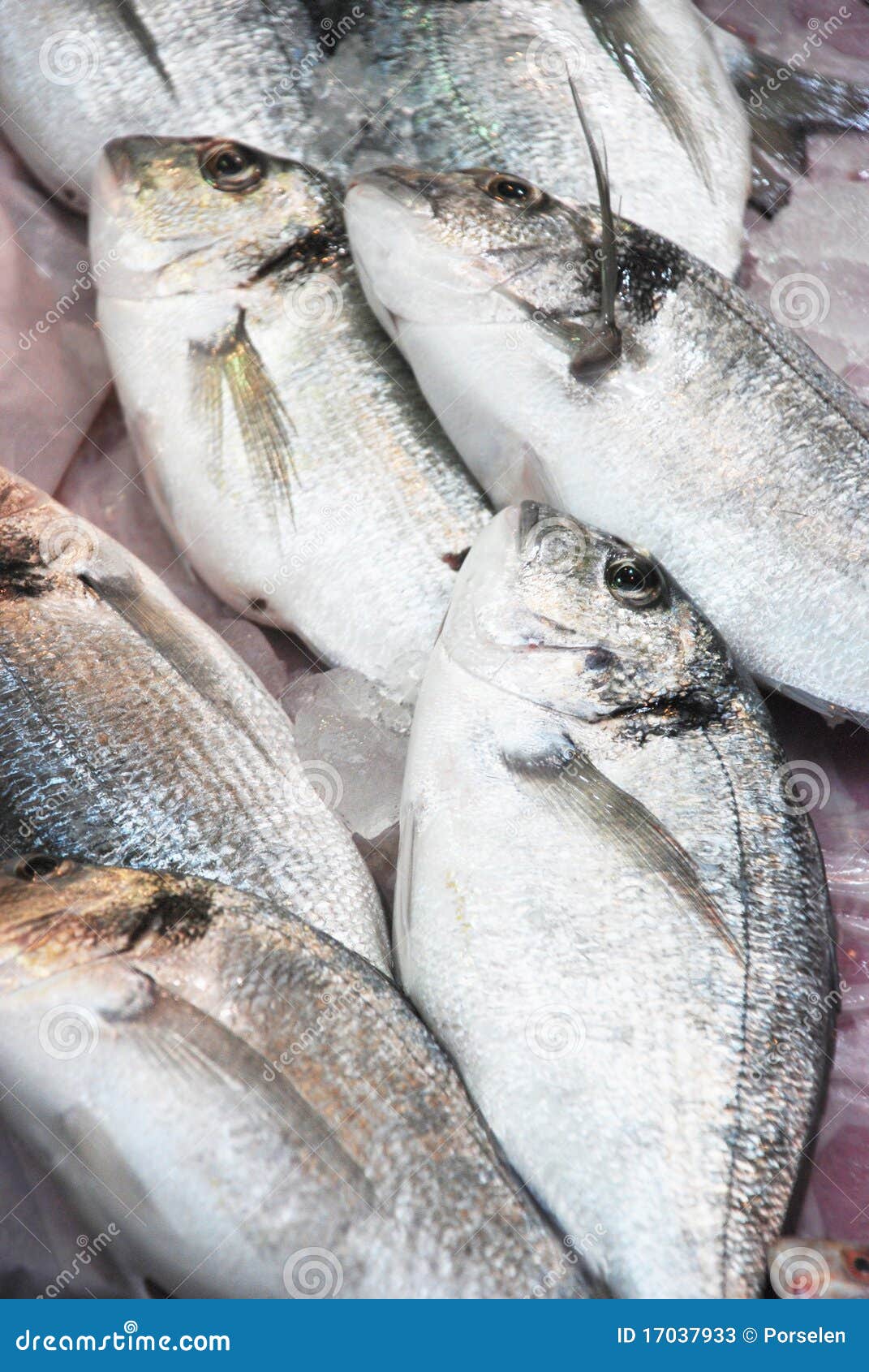 Gilt-head bream stock image. Image of market, fish, frozen - 17037933