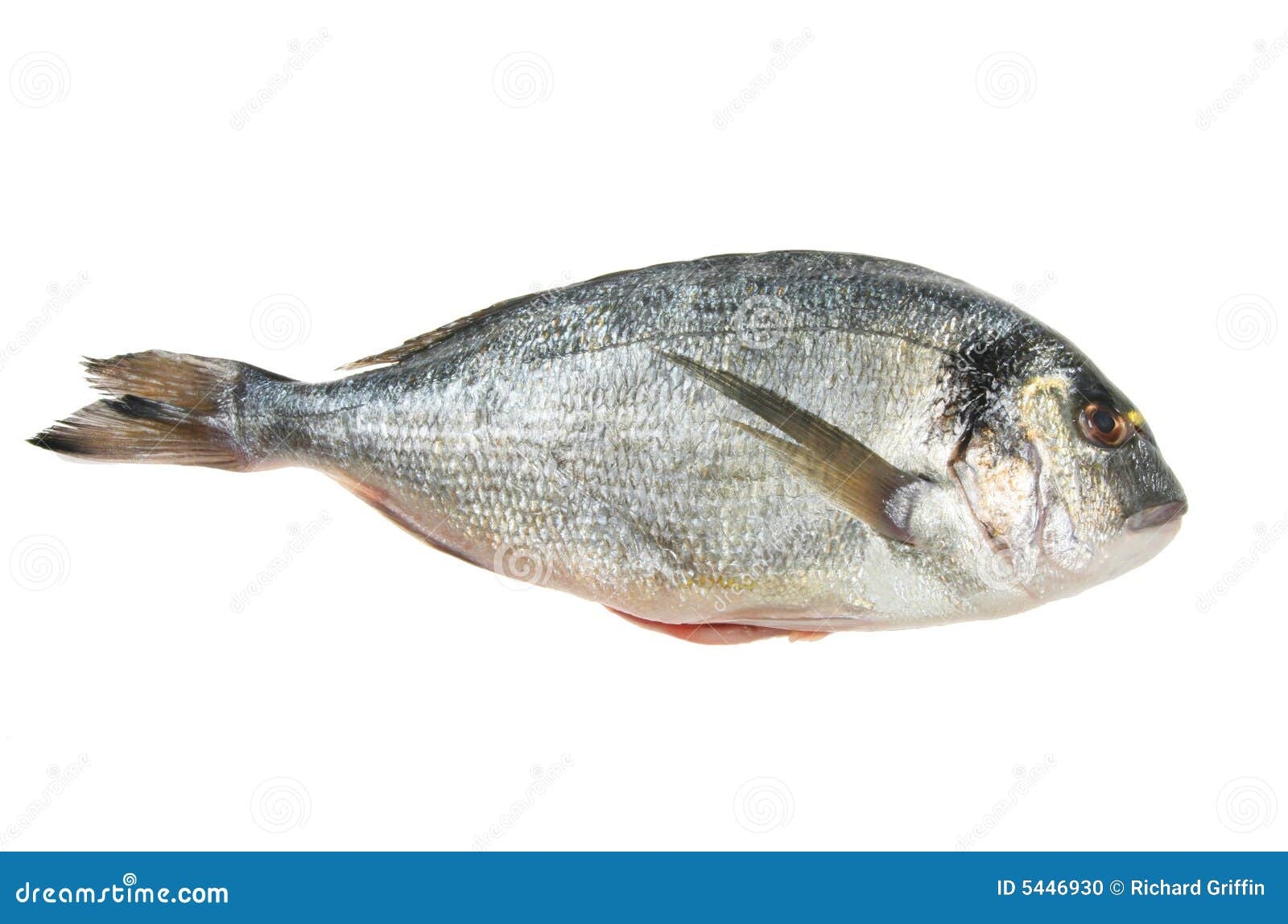 Gilt head bream stock photo. Image of tail, bream, gilt - 5446930