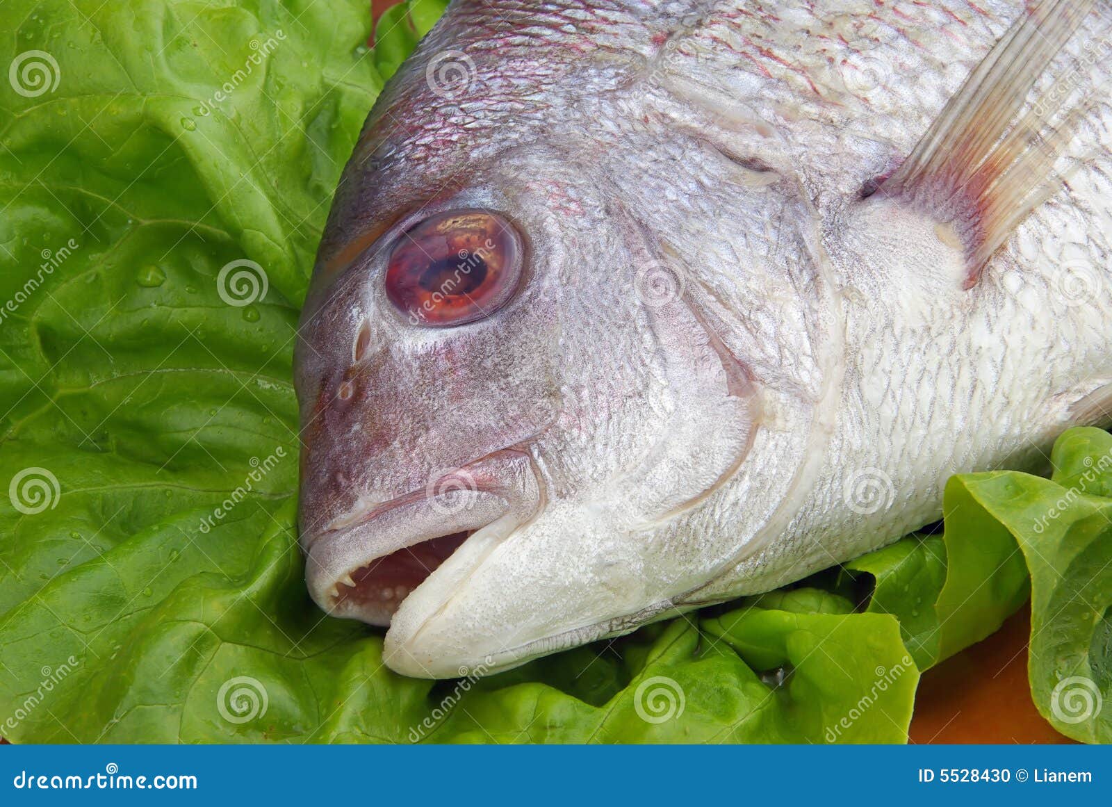 Gilt head bream stock photo. Image of fresh, food, dorade - 5528430