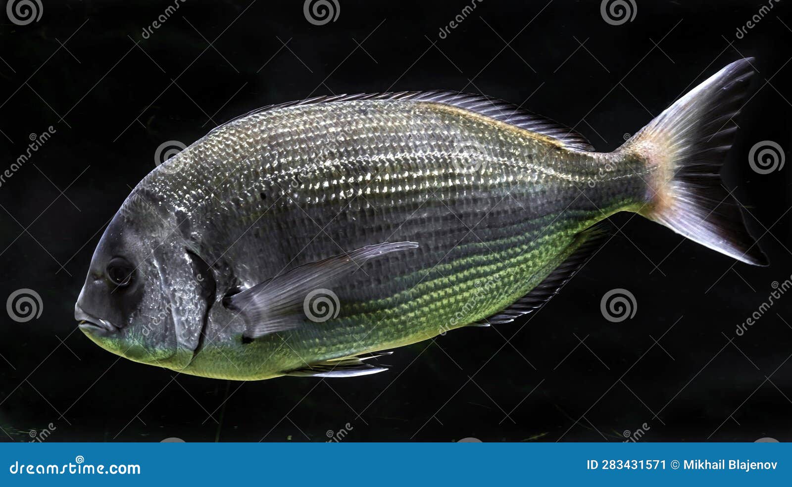 Gilt-head bream 6 stock image. Image of fauna, aquarium - 283431571