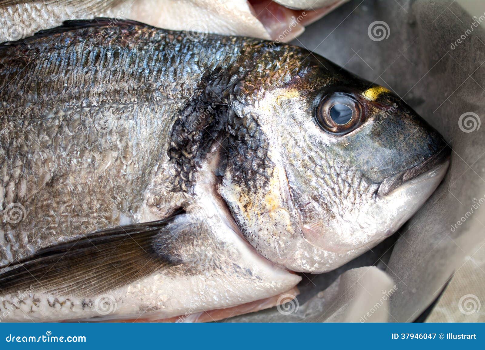 Gilt head bream stock image. Image of gilthead, bream - 37946047
