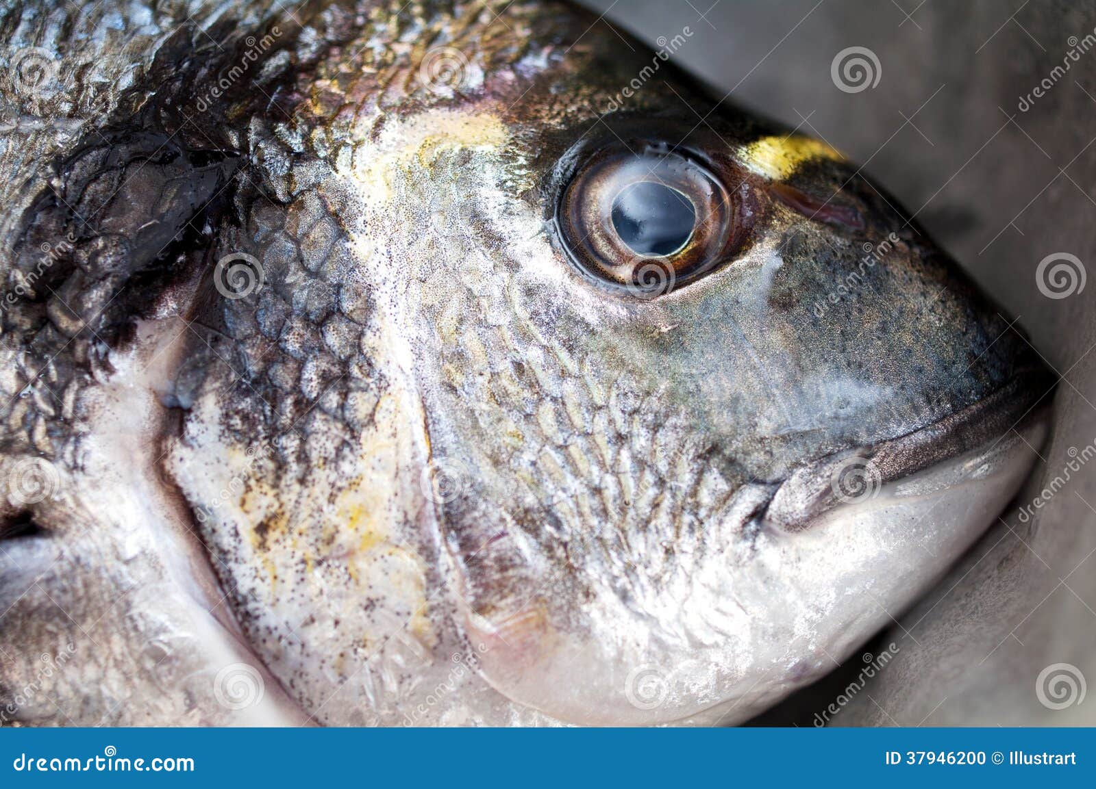 Gilt head bream stock photo. Image of cooking, healthy - 37946200
