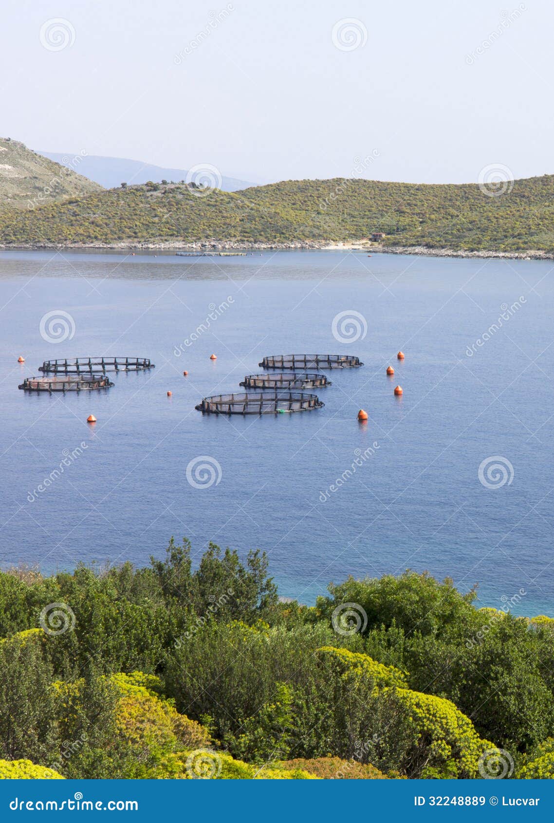 Gilt-head bream farming stock image. Image of marine - 32248889