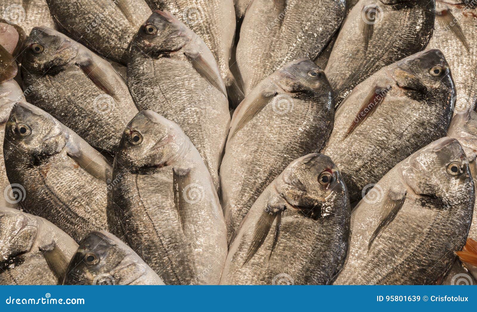Gilt-head bream stock image. Image of diet, silver, culinary - 95801639