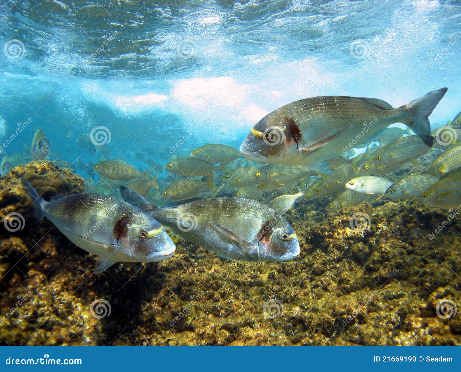 Gilt-head Bream in Mediterranean Stock Photo - Image of sparus, reserve ...