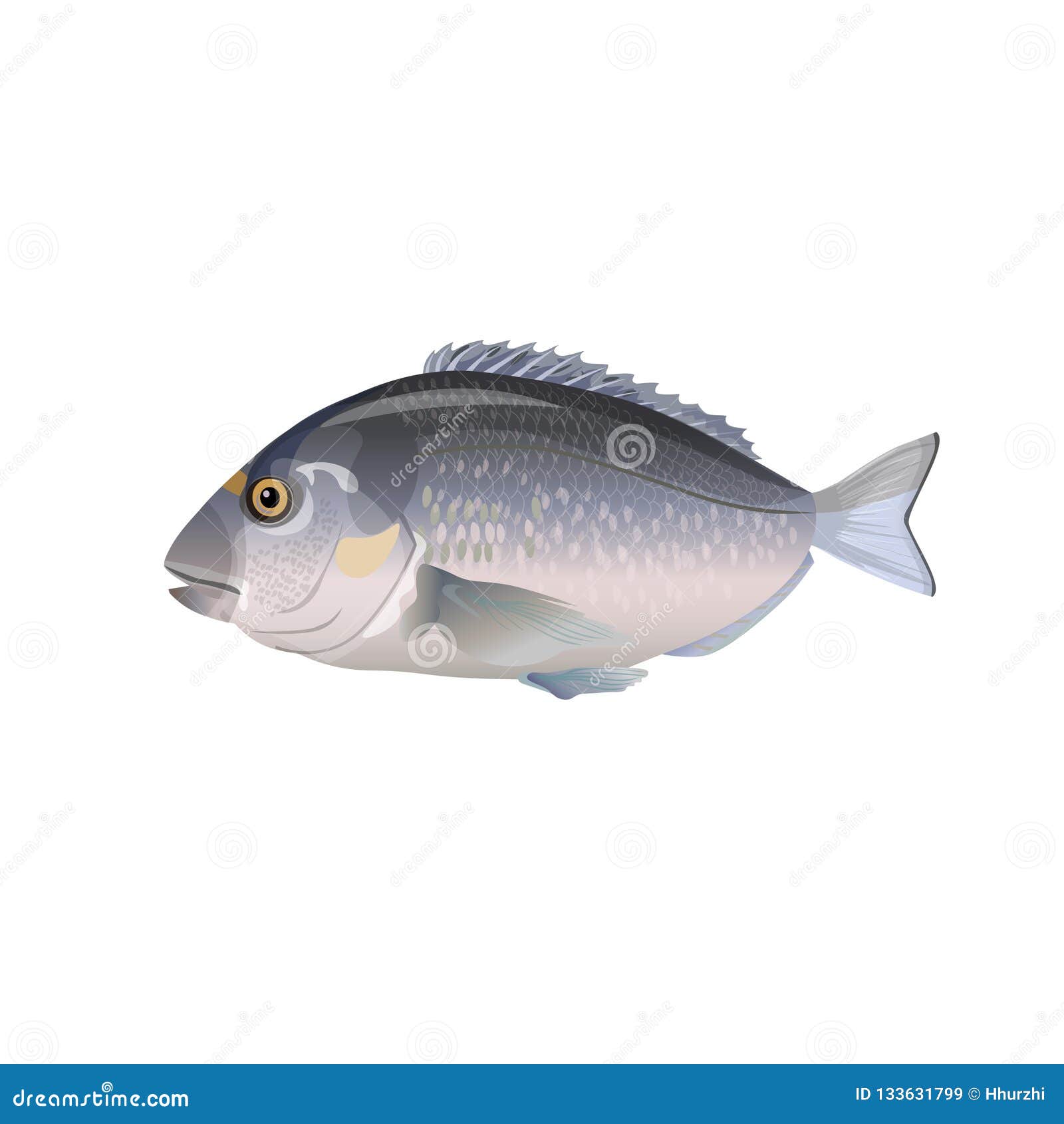Red Sea Bream Vector Sketch Illustration Clip-art | CartoonDealer.com ...